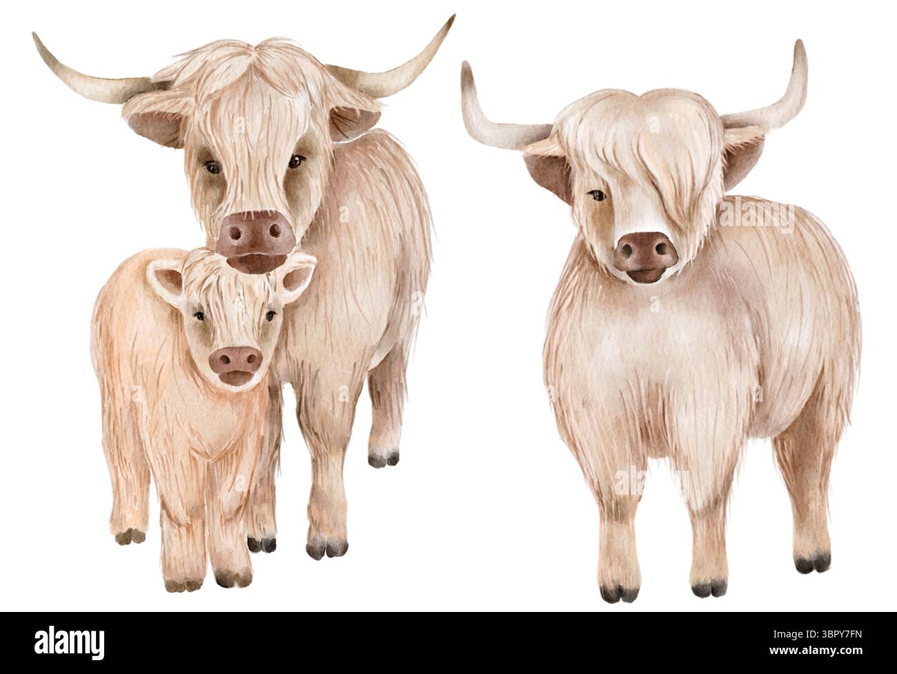 Watercolor illustration of a Highland cow and calf with shaggy fur and ...