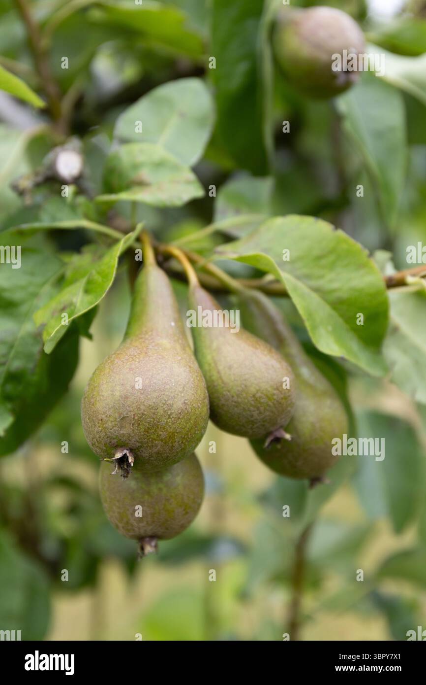 Pears growing hi-res stock photography and images - Alamy