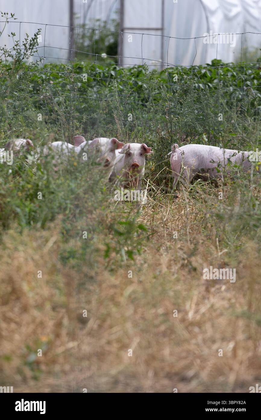 Skittish animals hi-res stock photography and images - Alamy
