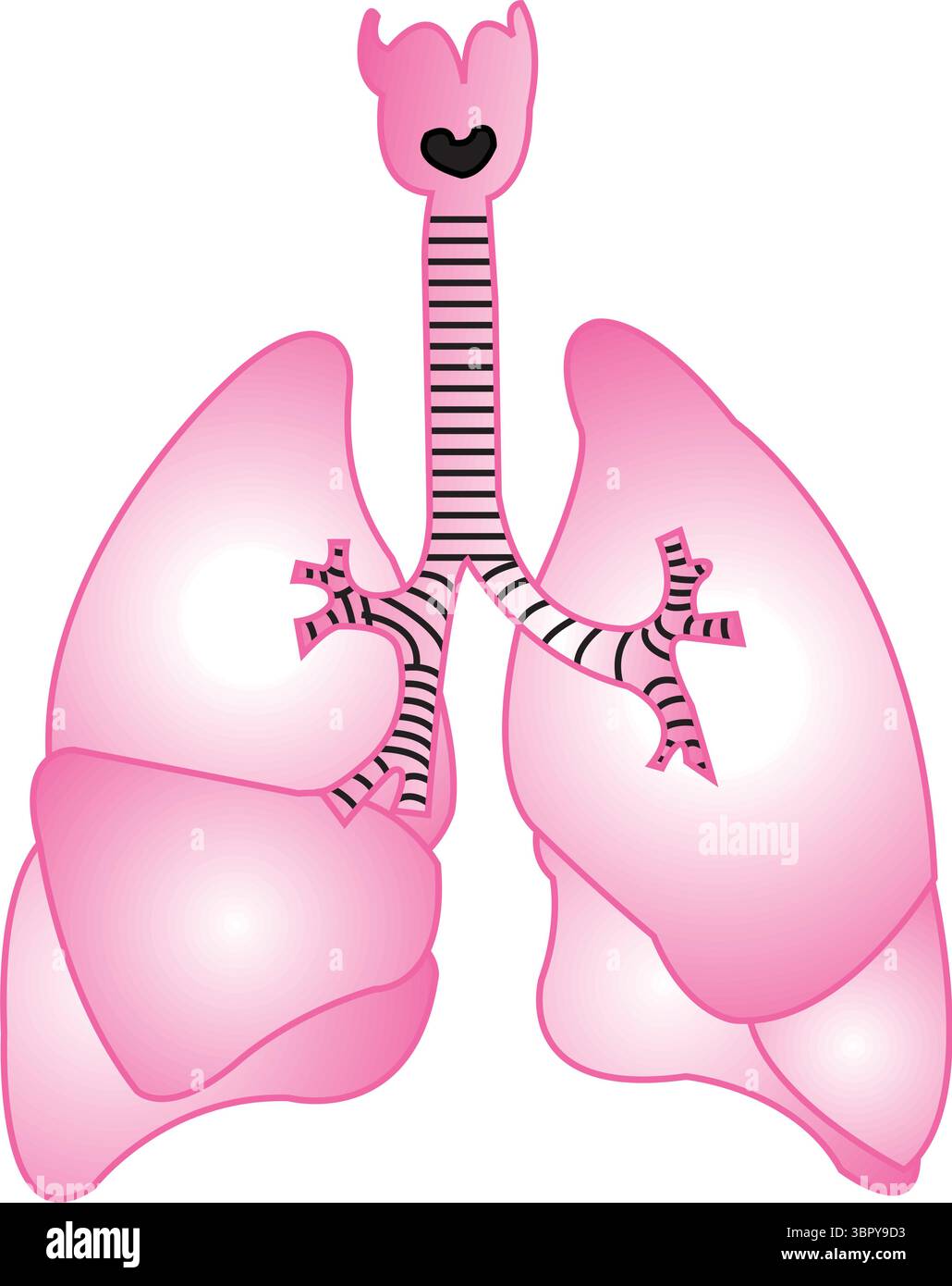 Healthy pulmonary system design hi-res stock photography and images - Alamy