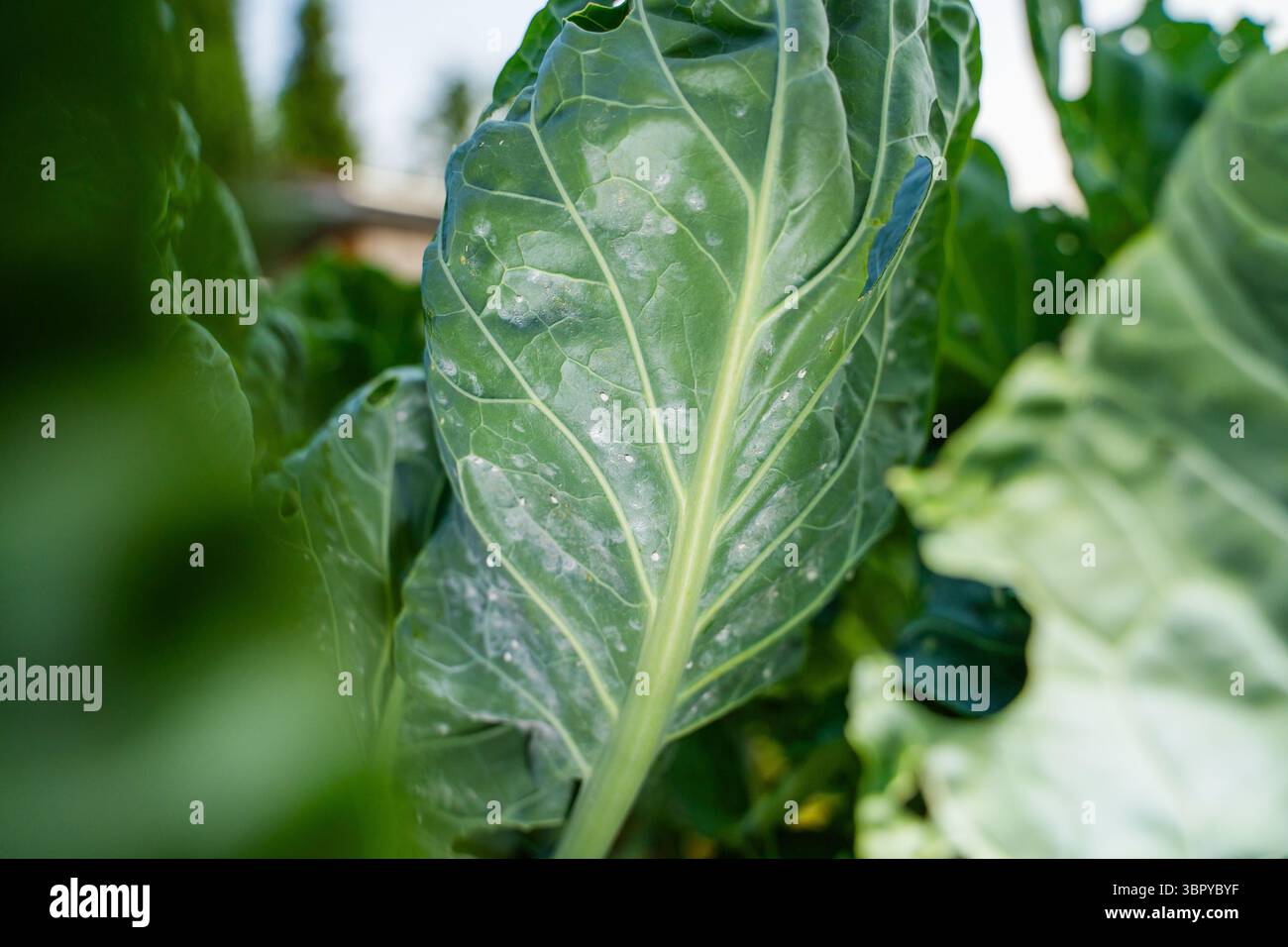 White insects on the underside of a Brussels sprout leaf Stock Photo ...