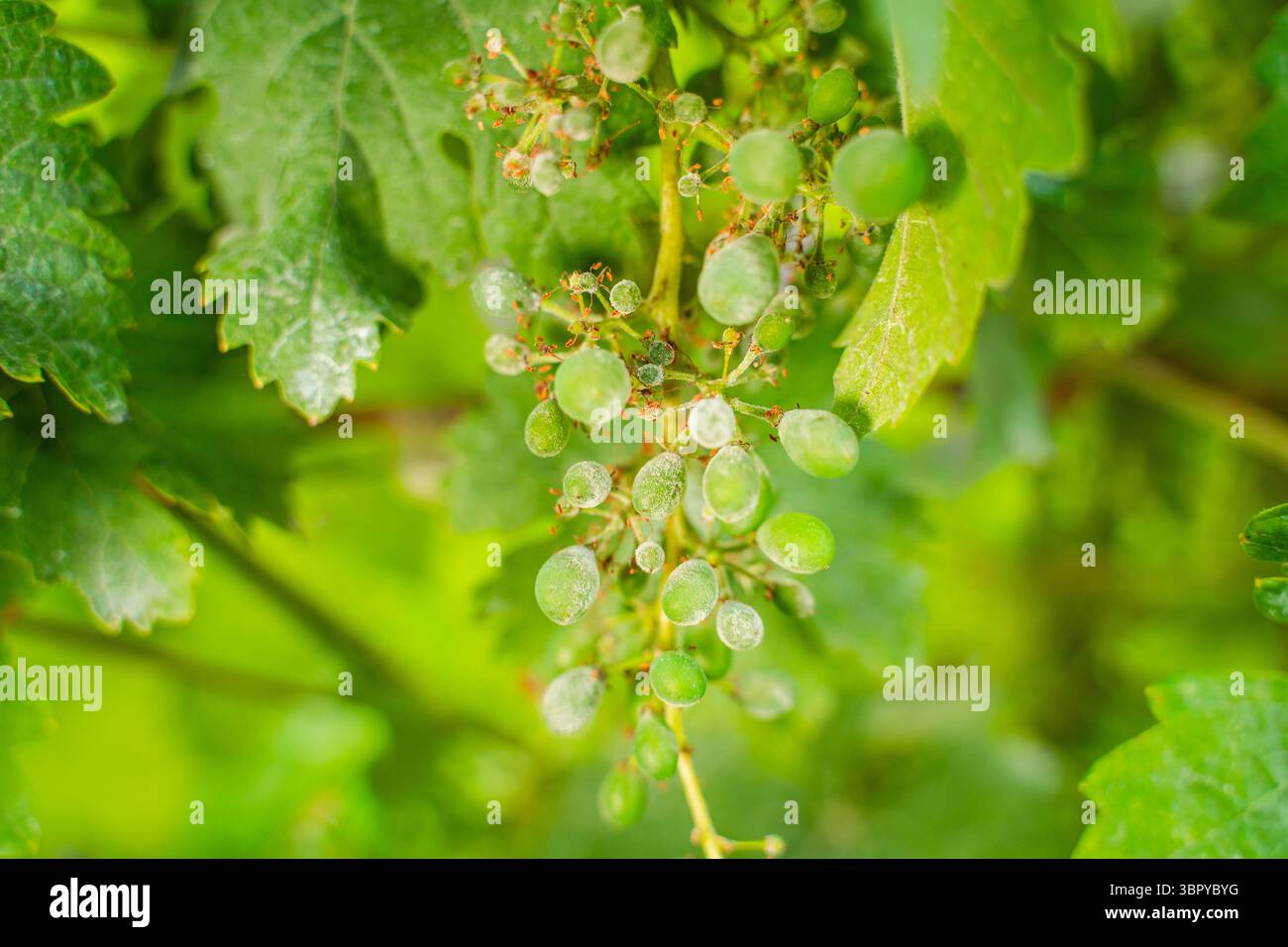 Fungal disease on unripe grapes, close-up Stock Photo - Alamy