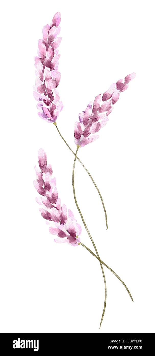 Showcasing delicate stems Cut Out Stock Images & Pictures - Alamy