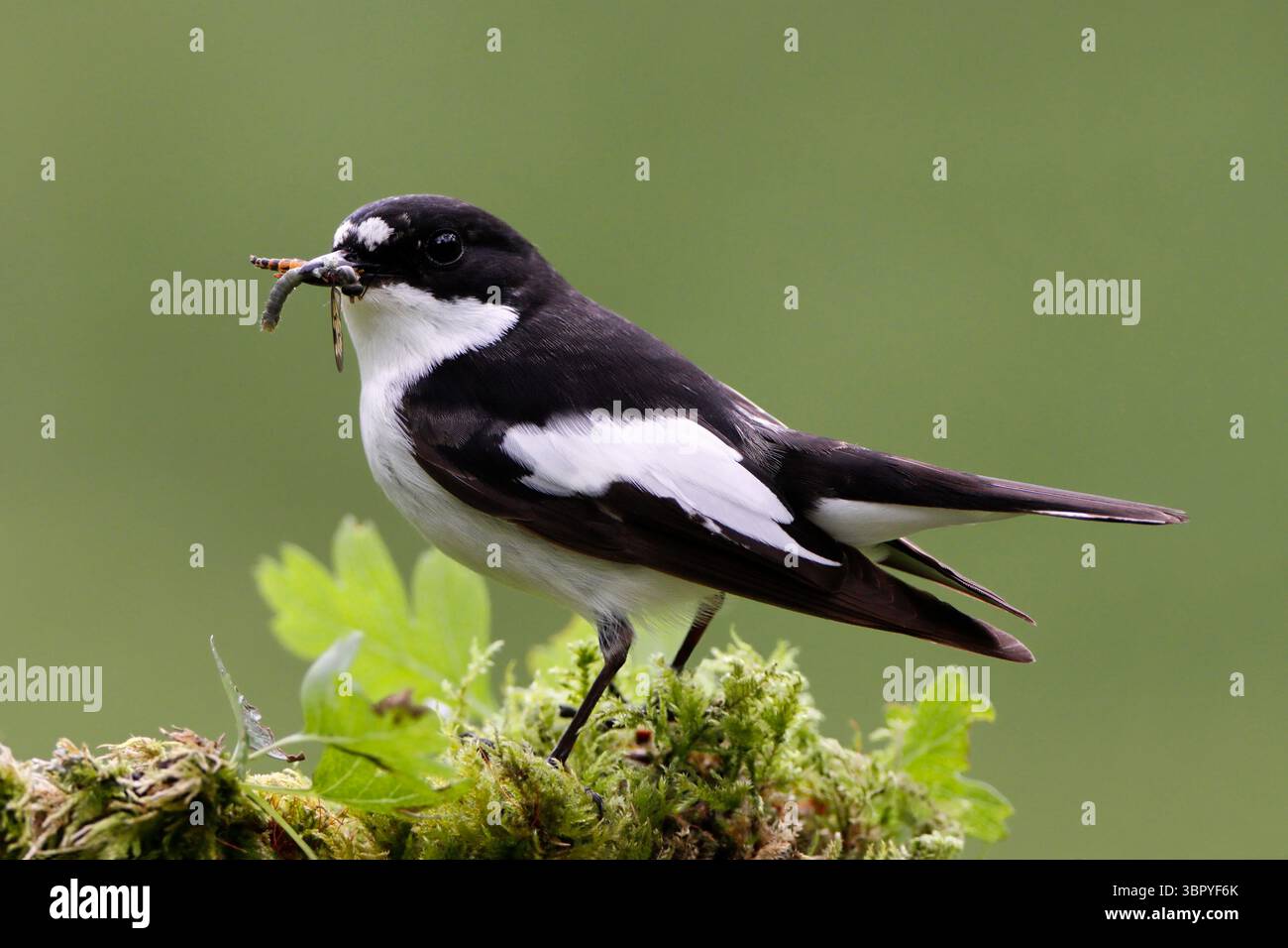Flycatcher of uk hi-res stock photography and images - Alamy