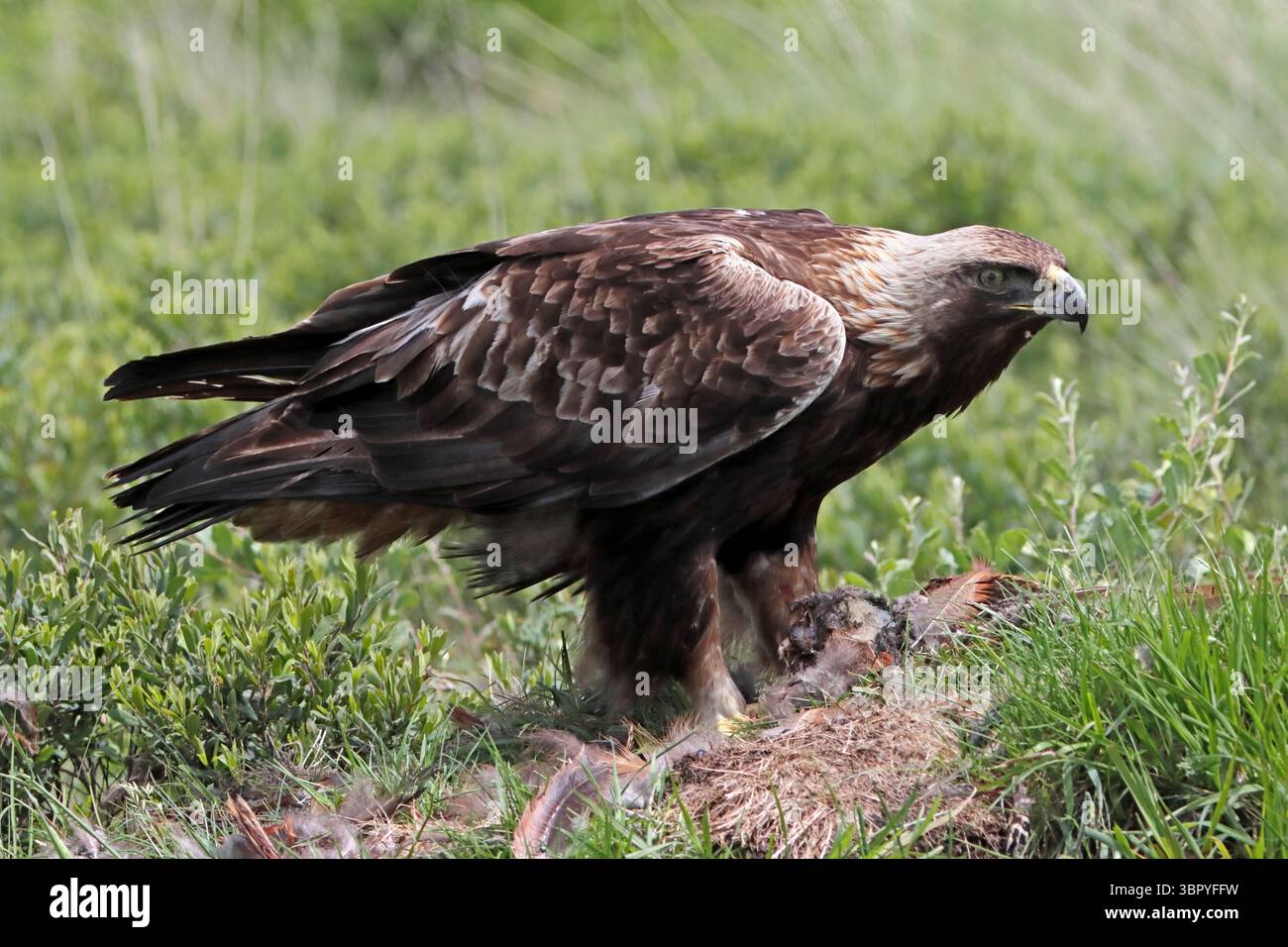 GOLDEN EAGLE, Scotland, UK Stock Photo - Alamy