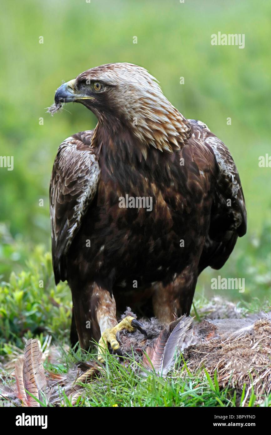 GOLDEN EAGLE, Scotland, UK Stock Photo - Alamy