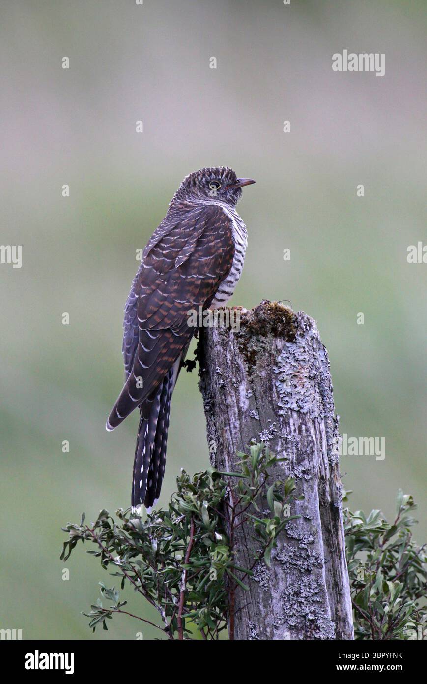 Cuckoo cuckoos hi-res stock photography and images - Alamy