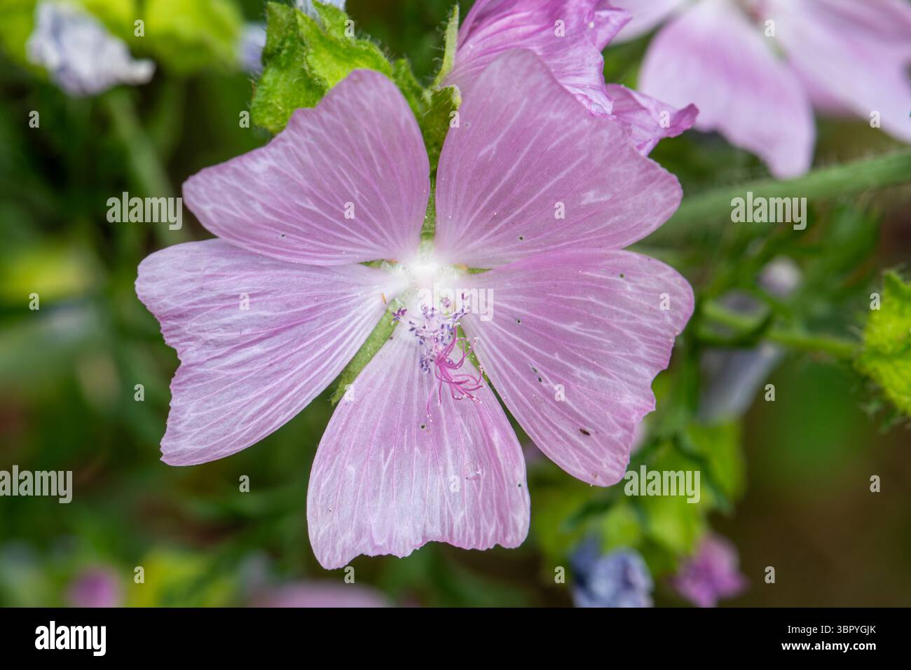 Common mallow (Malva sylvestris) wildflower flowering during summer ...