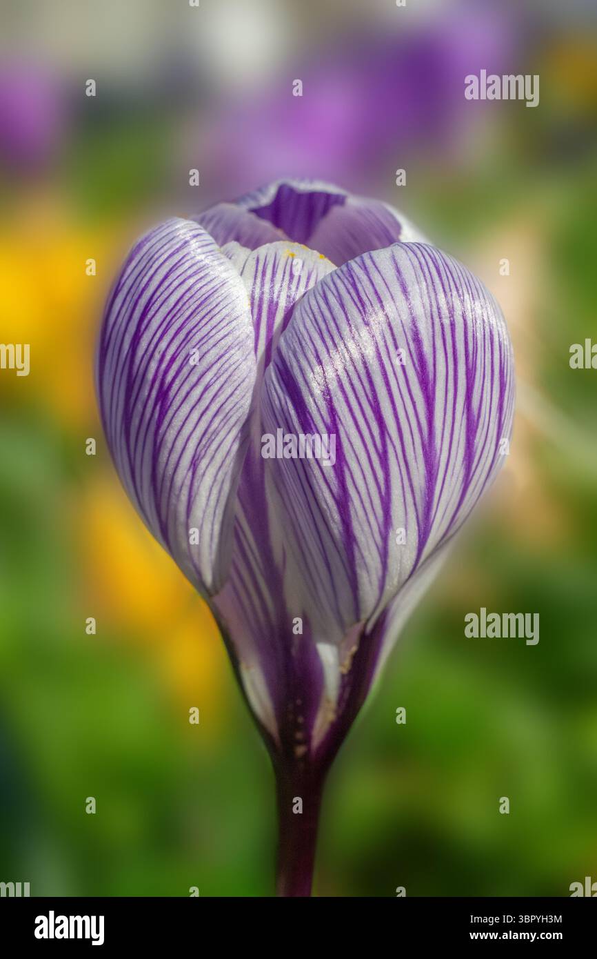 Single spring flowering crocus hi-res stock photography and images - Alamy