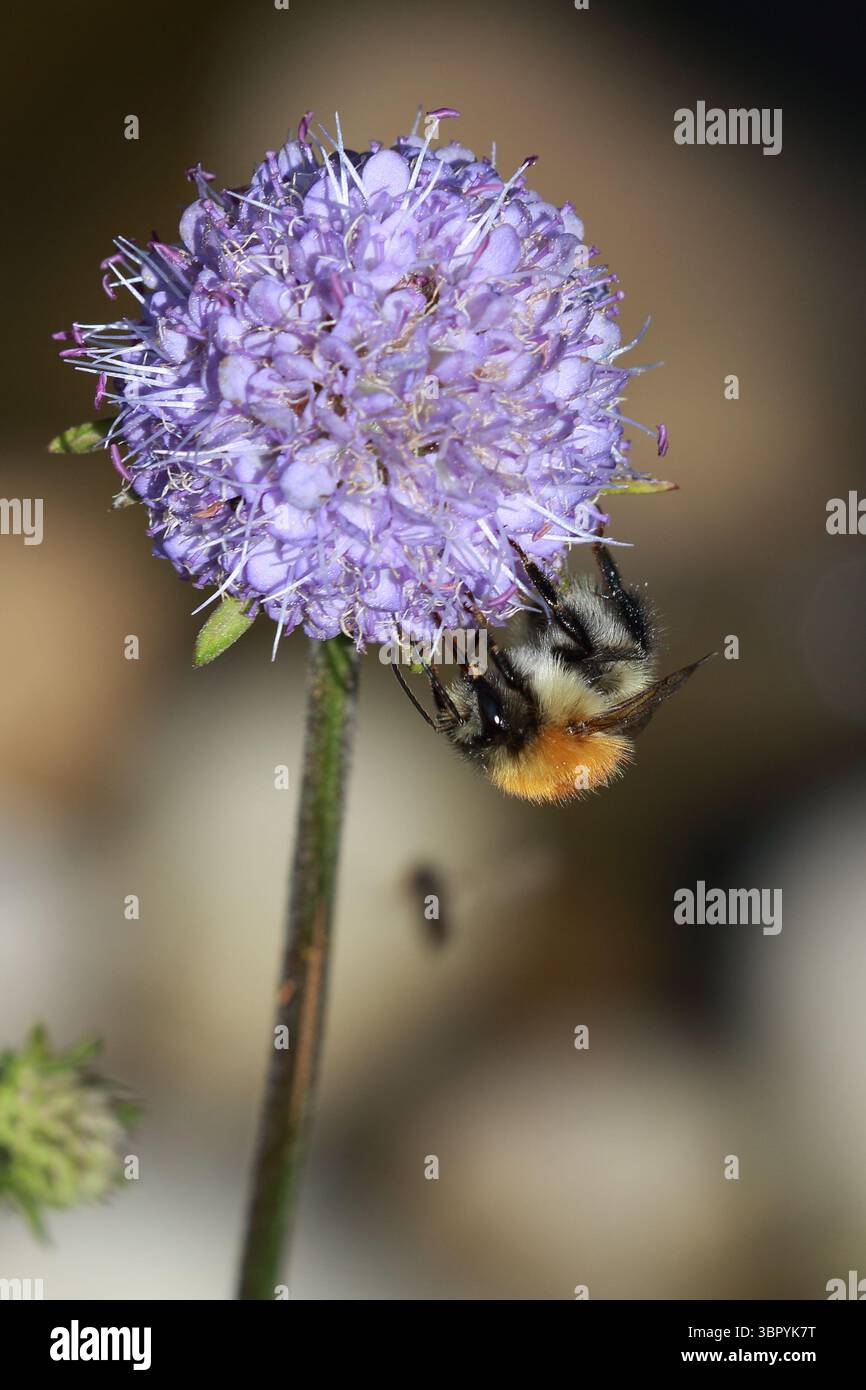 Bee on Devil's-bit scabious (Succisa pratensis) is a perennial ...