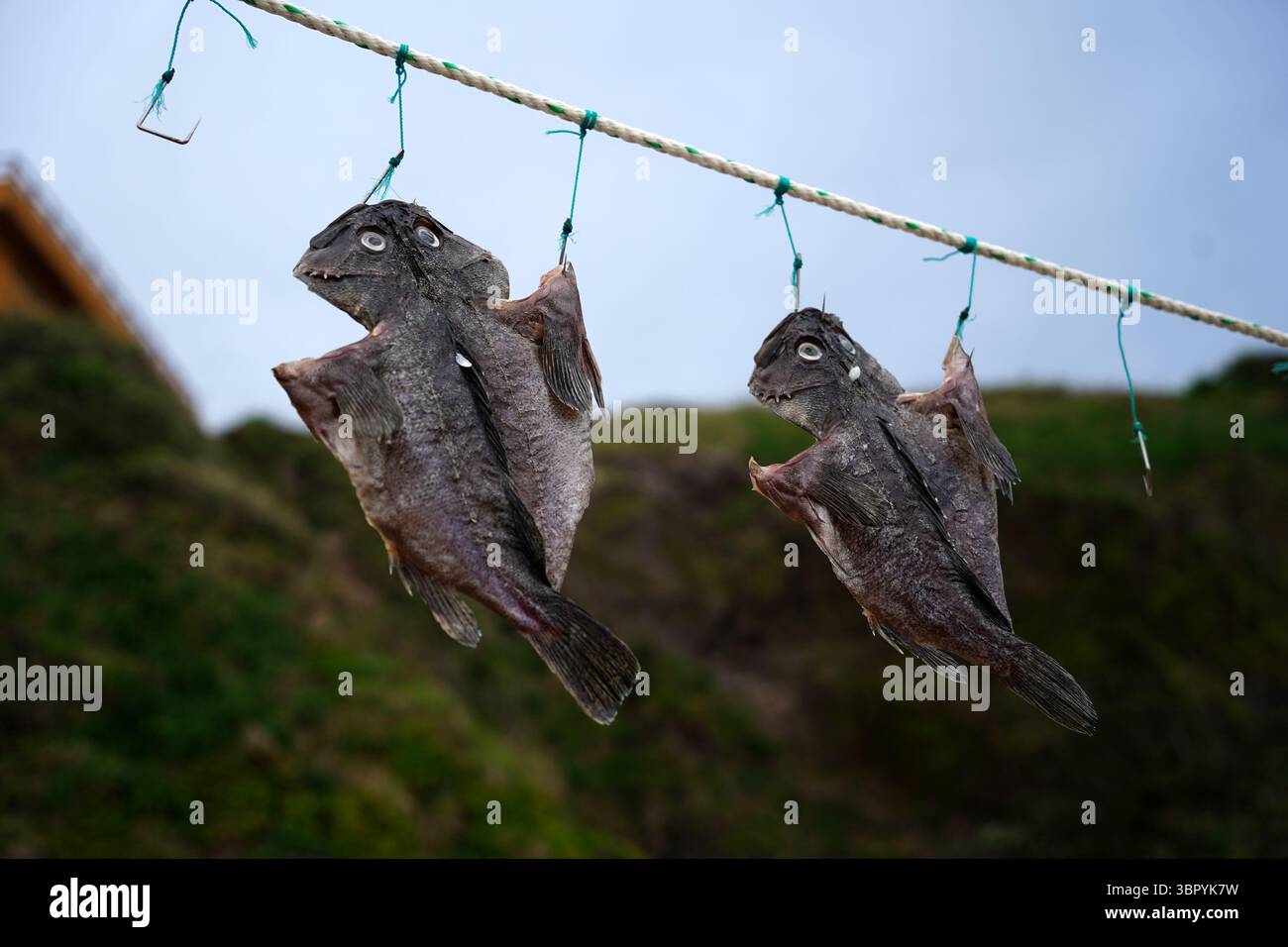 Dried Fish Hanging on Rope by the Sea in Korean Coastal Village Stock ...
