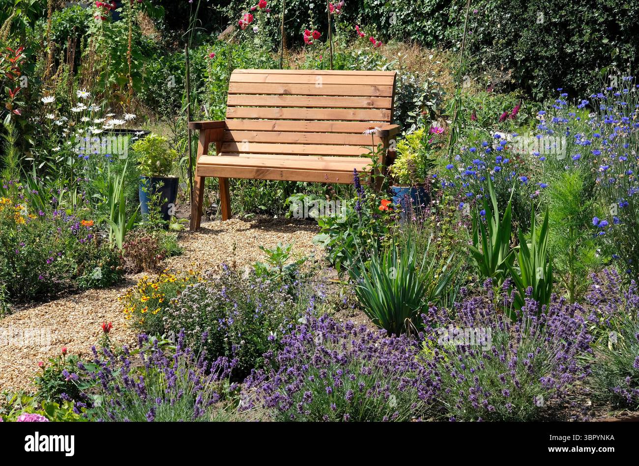 wooden bench in an allotment flower garden, north norfolk, england ...