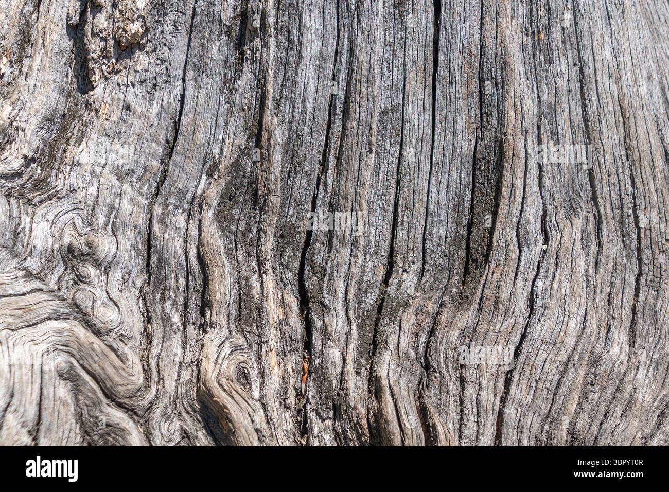 Textured weathered wood surface with natural grooves and patterns Stock ...