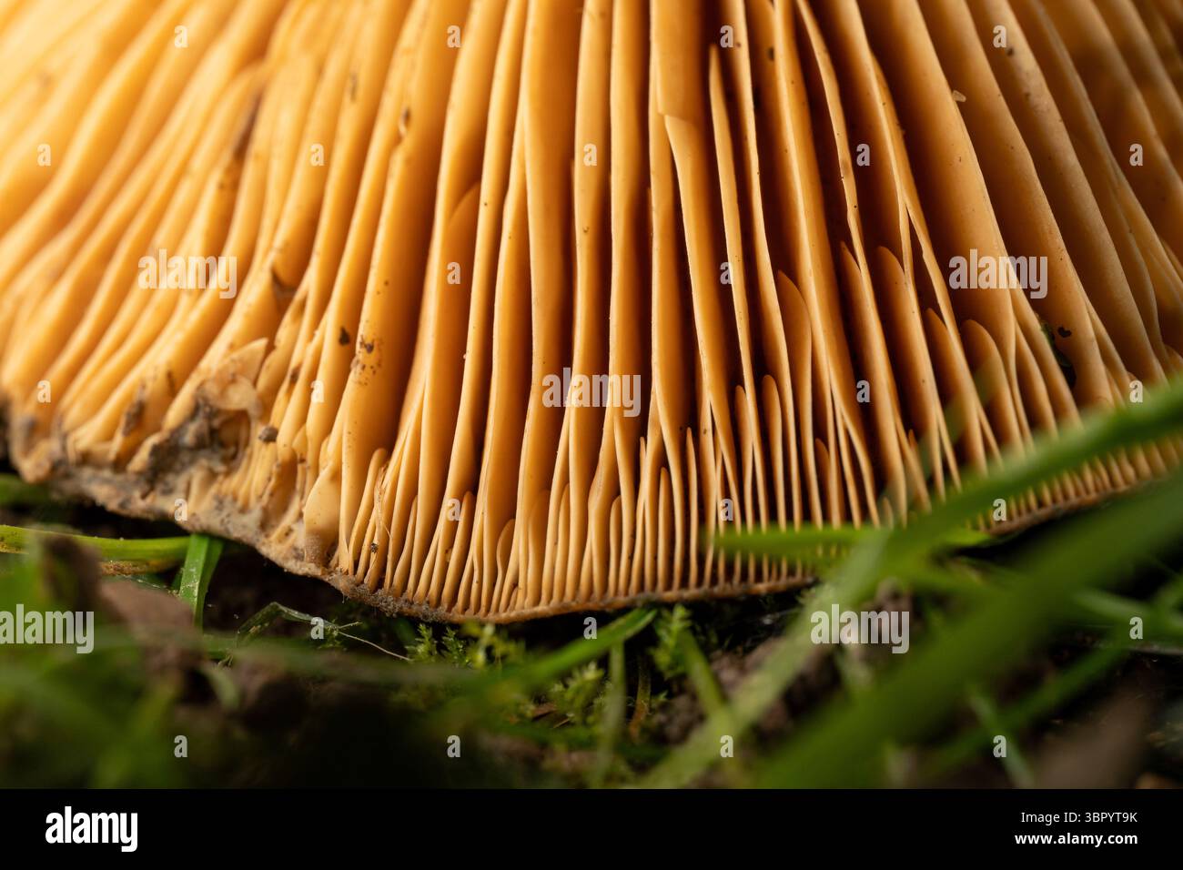 Macro photograph of a forest mushroom showing the detailed gill ...