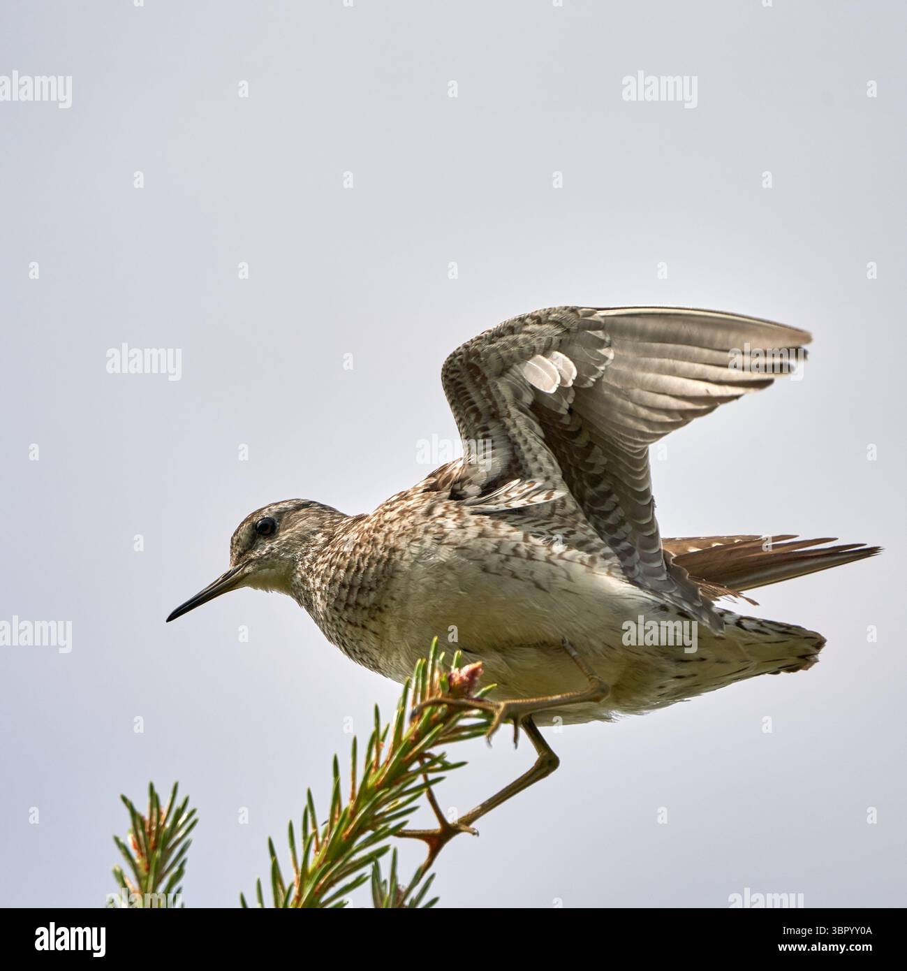 Eurasian wanderer hi-res stock photography and images - Alamy