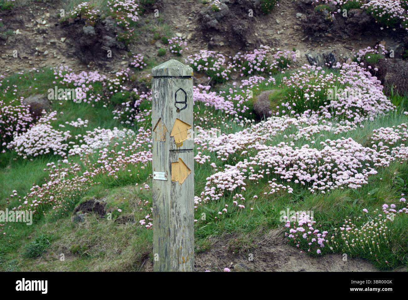 Pink Sea Thrift and Wooden Waymarker Signpost by Cathedral Caverns near ...