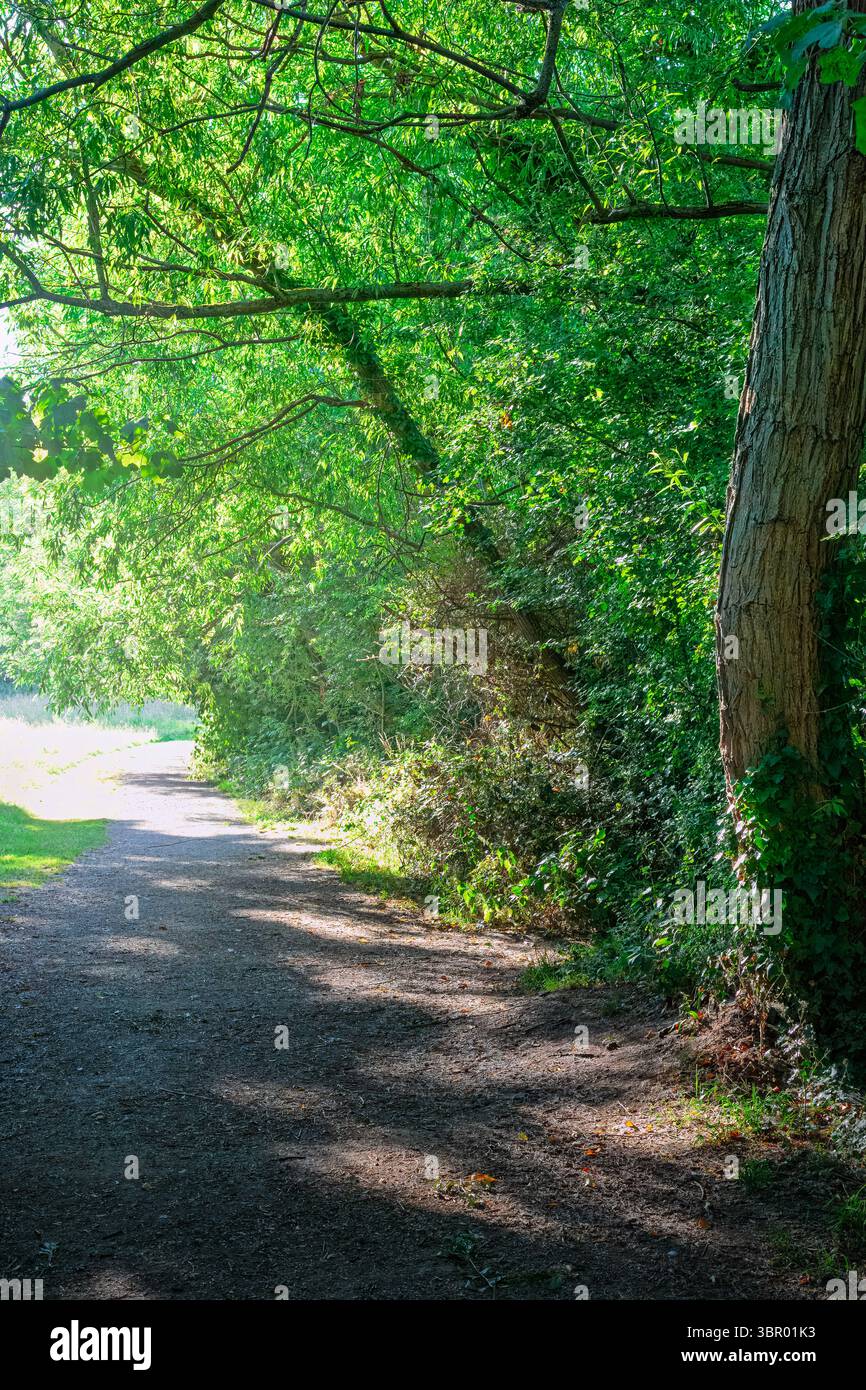 Woodland of Bedworth Sloughs, Warwickshire July 2025 Stock Photo - Alamy