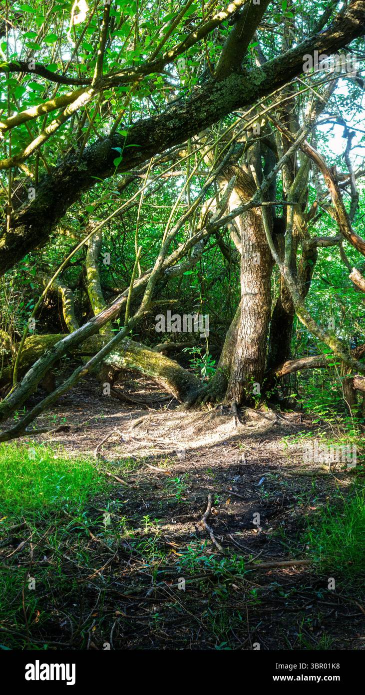 Woodland of Bedworth Sloughs, Warwickshire July 2025 Stock Photo - Alamy