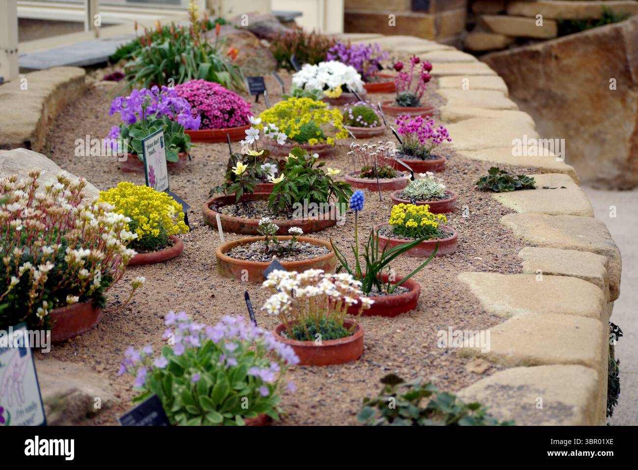 Alpine Plants/Flowers on Display in the Alpine House at RHS Garden ...