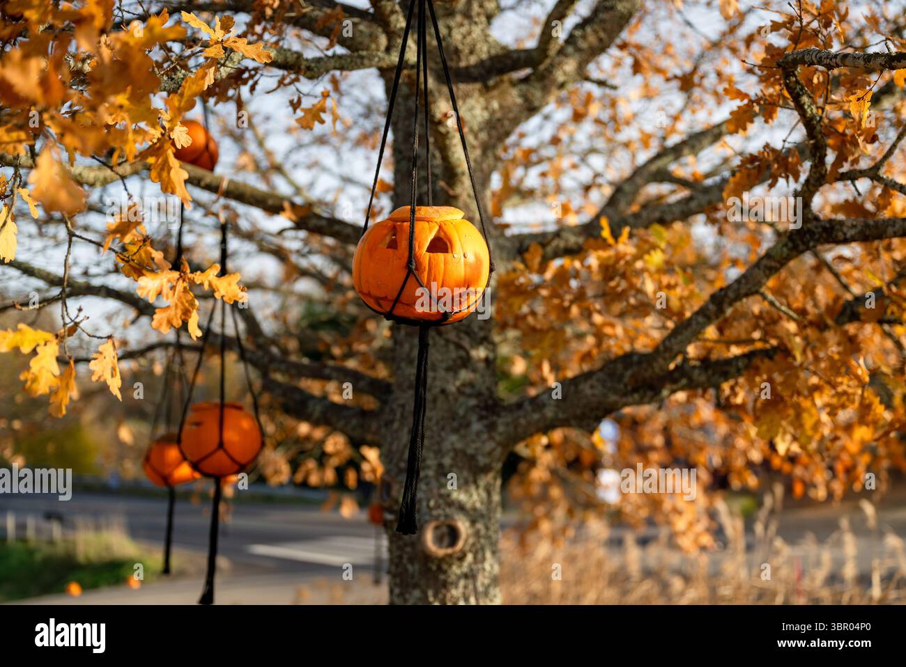 Carved Halloween pumpkins hanging from autumn tree branches Stock Photo ...