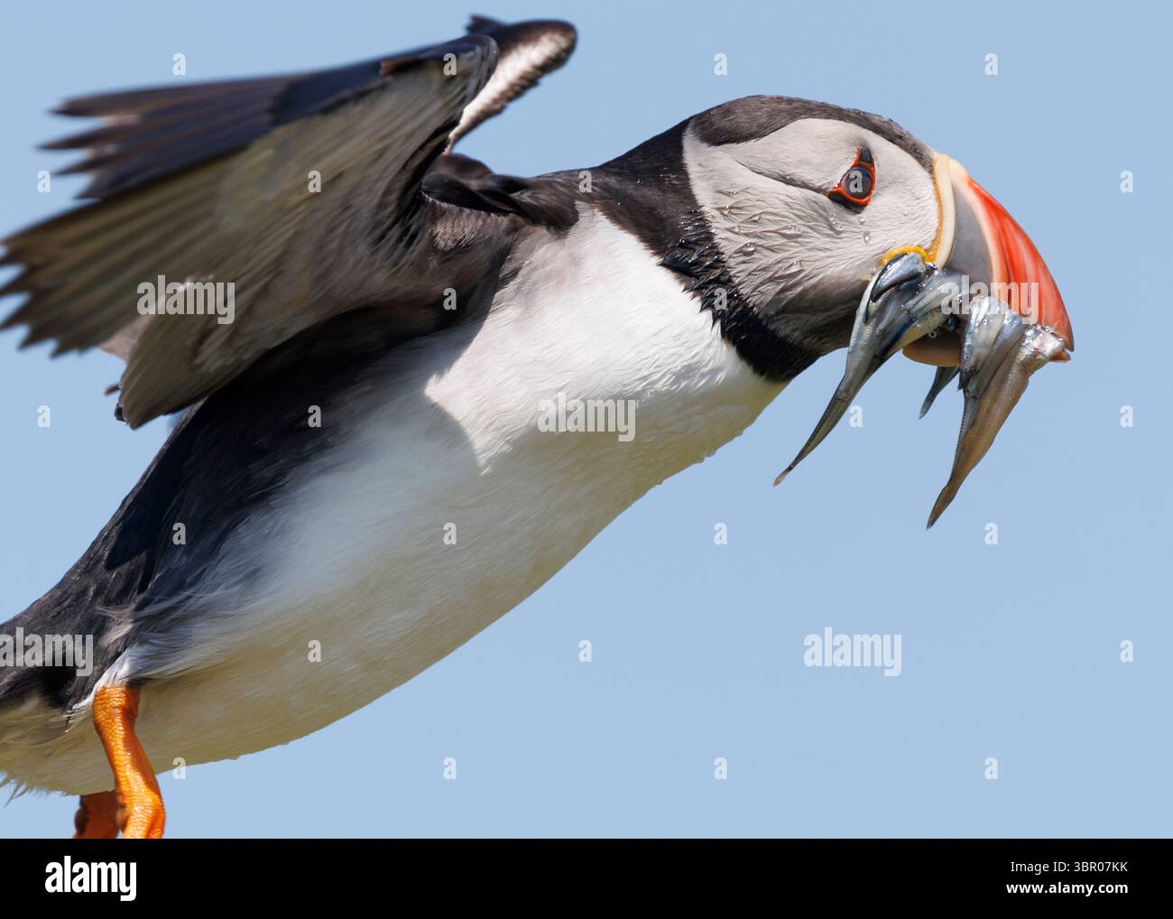 Atlantic Puffin, Isle of May, Fife Scotland Stock Photo - Alamy