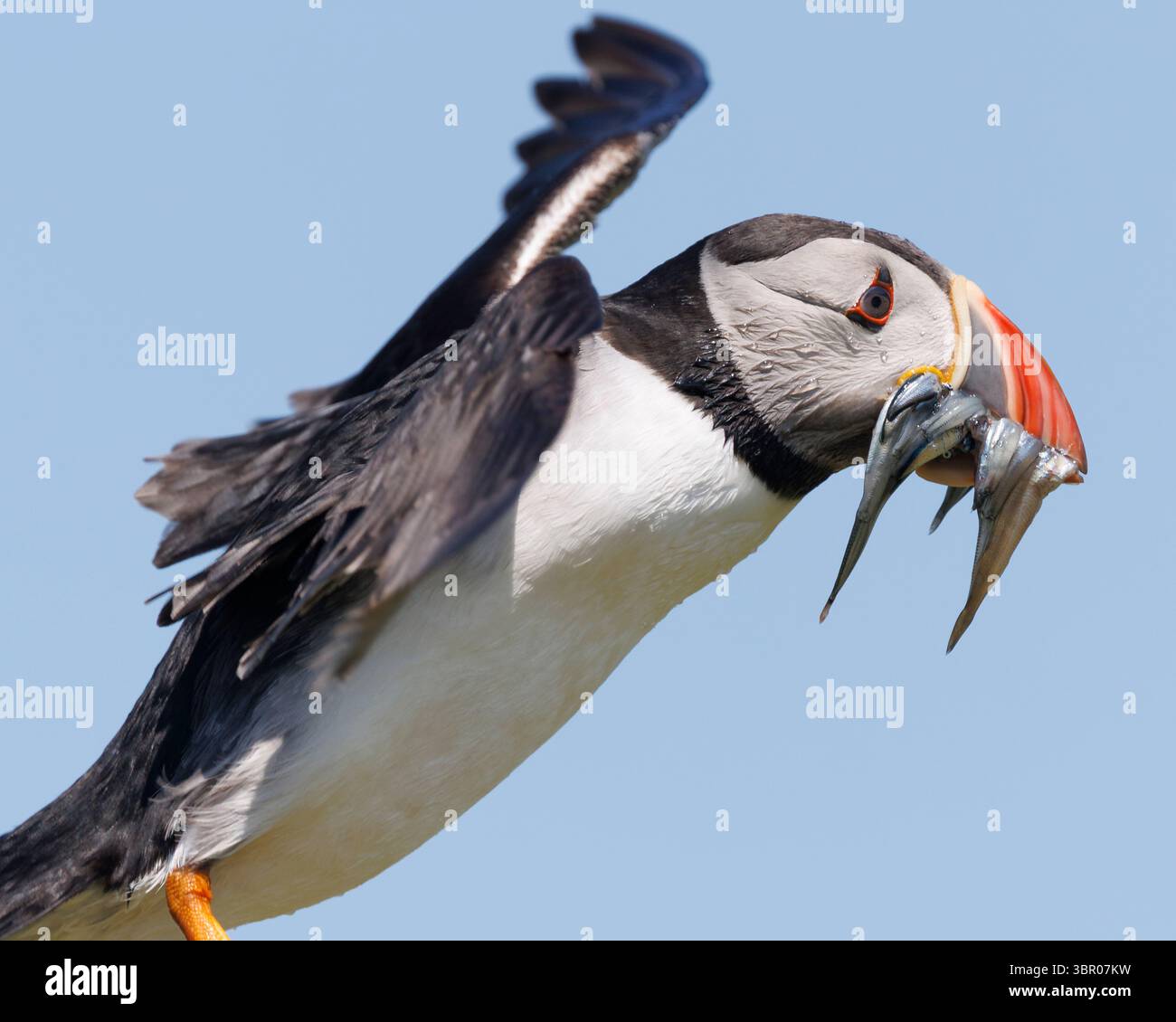 Atlantic Puffin, Isle of May, Fife Scotland Stock Photo - Alamy
