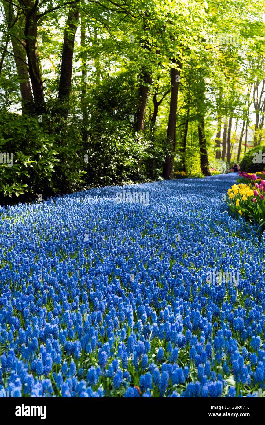 Field of beautiful muscari flowers also known as muscari river in ...