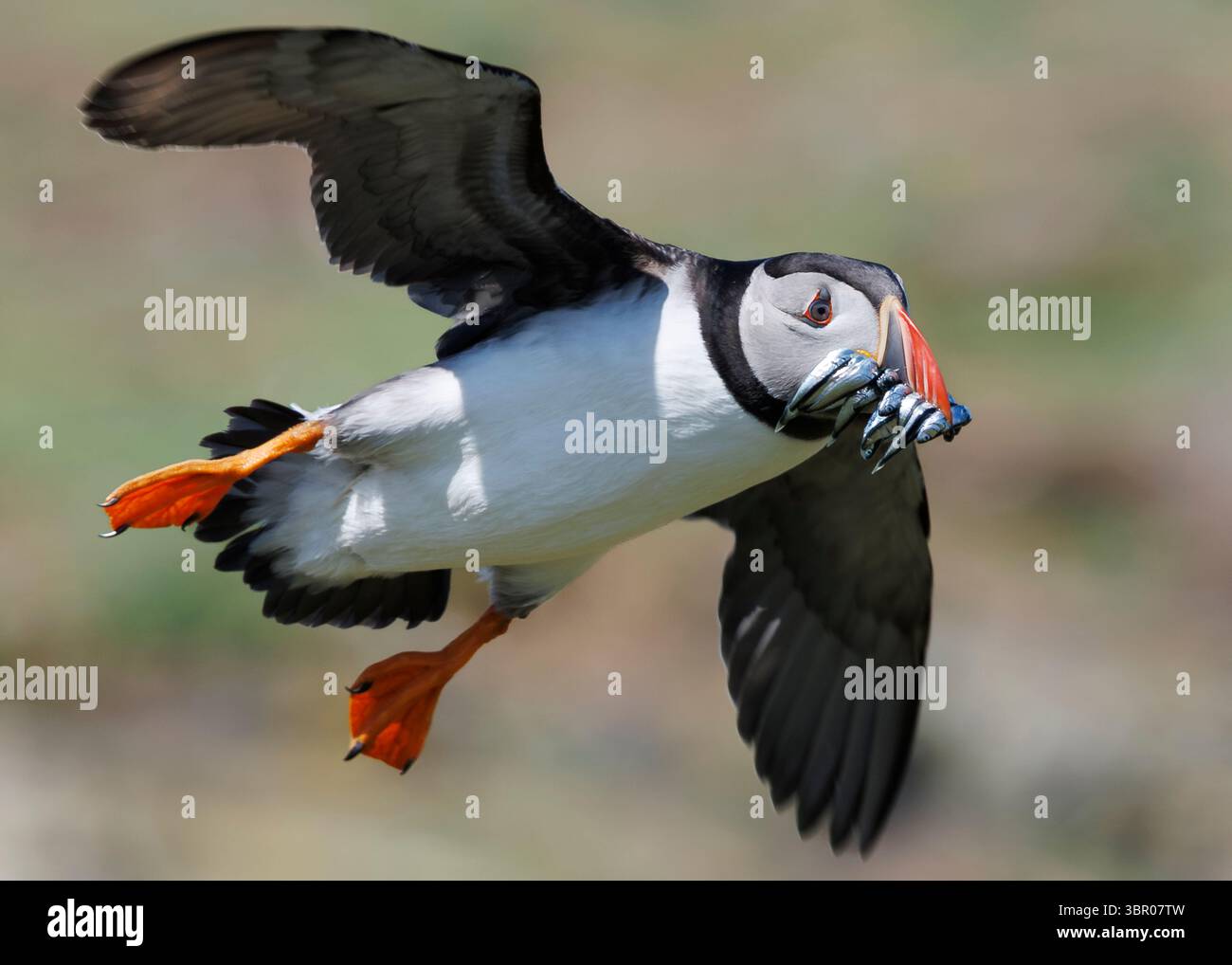 Atlantic Puffin, Isle of May, Fife Scotland Stock Photo - Alamy