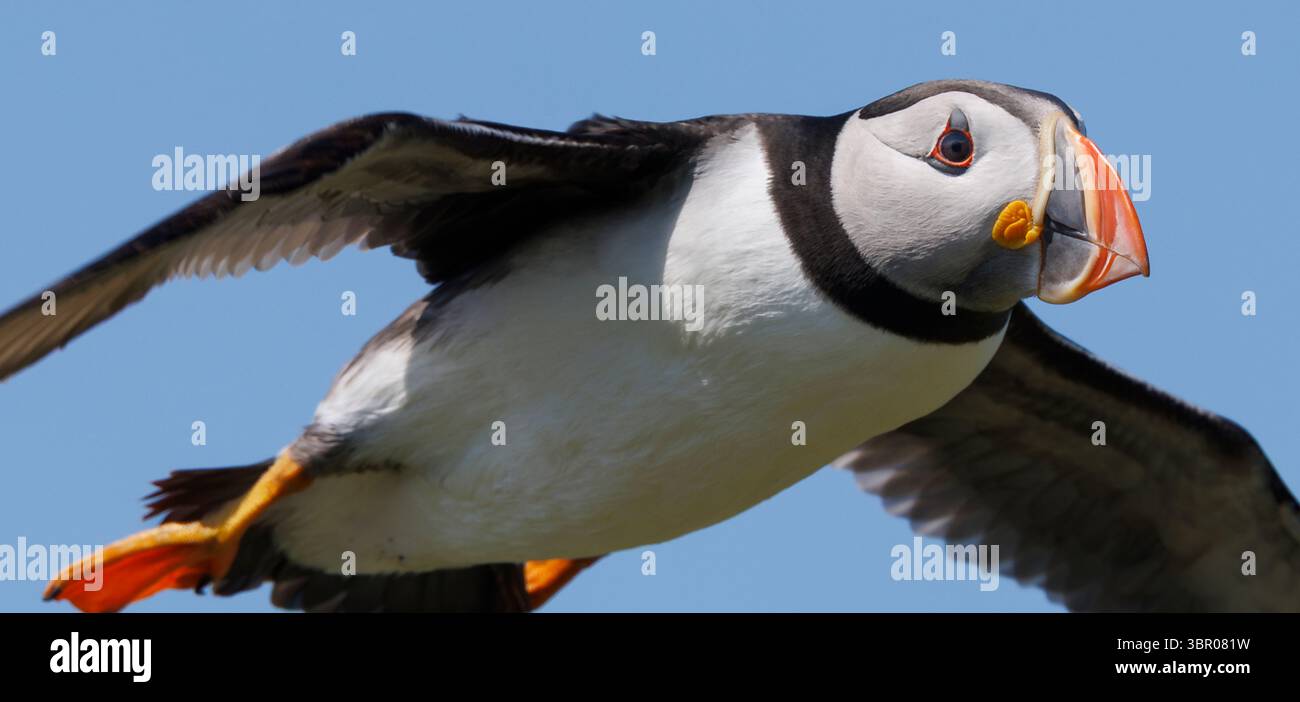 Atlantic Puffin, Isle of May, Fife Scotland Stock Photo - Alamy