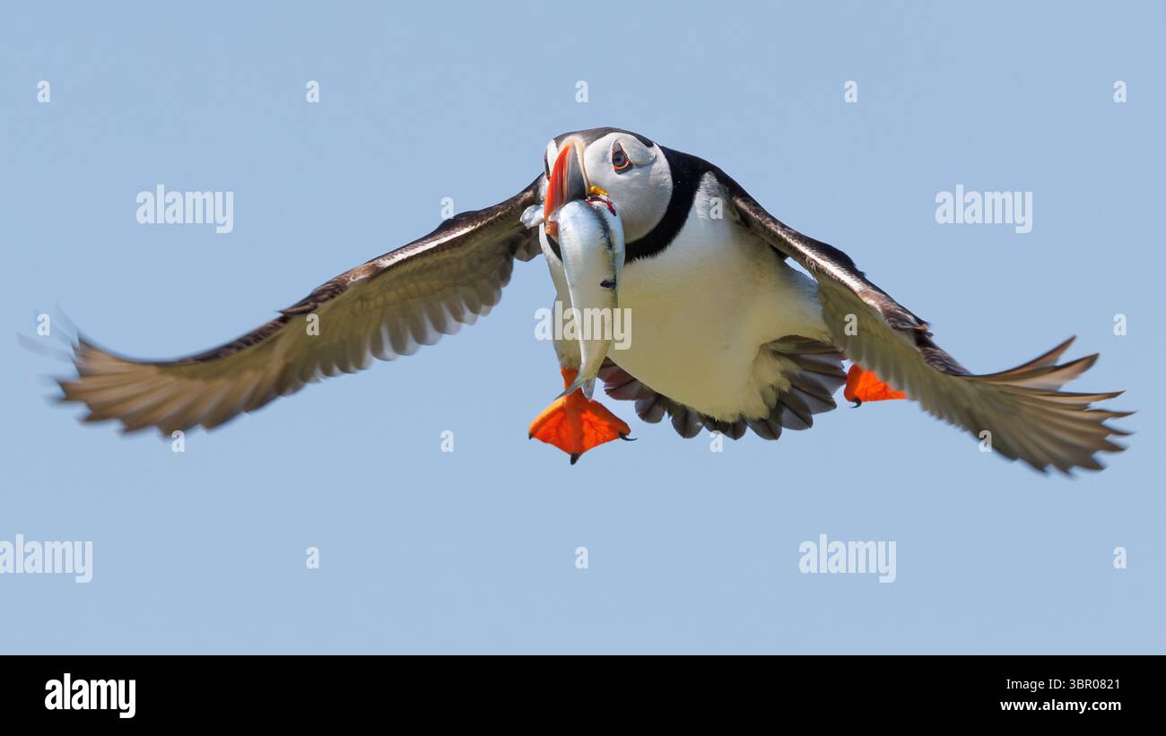 Atlantic Puffin, Isle of May, Fife Scotland Stock Photo - Alamy