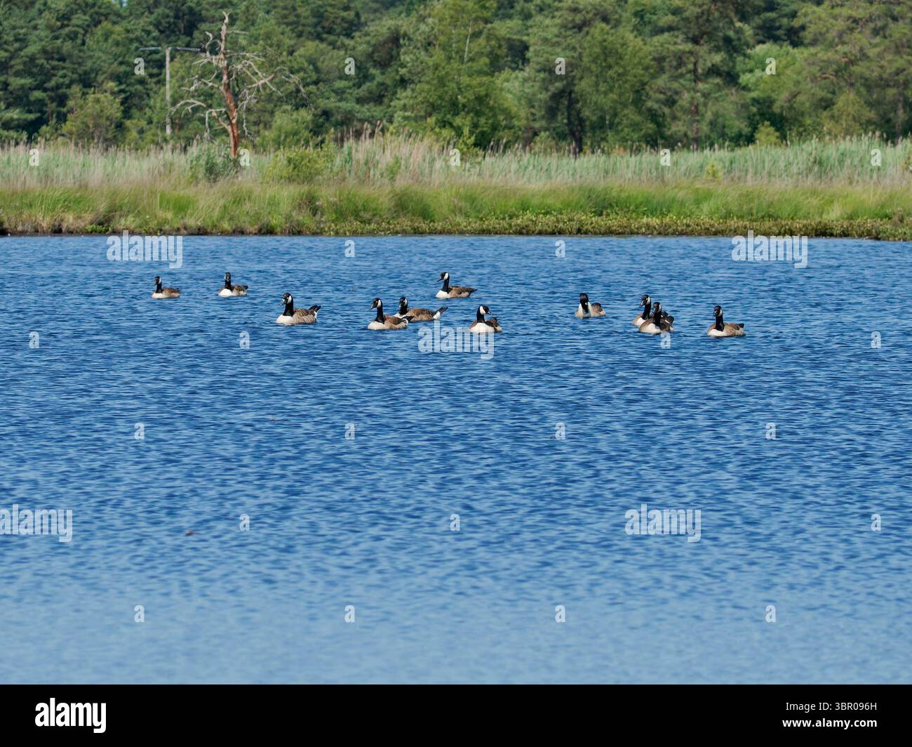 Canada geese gathering on hi-res stock photography and images - Alamy