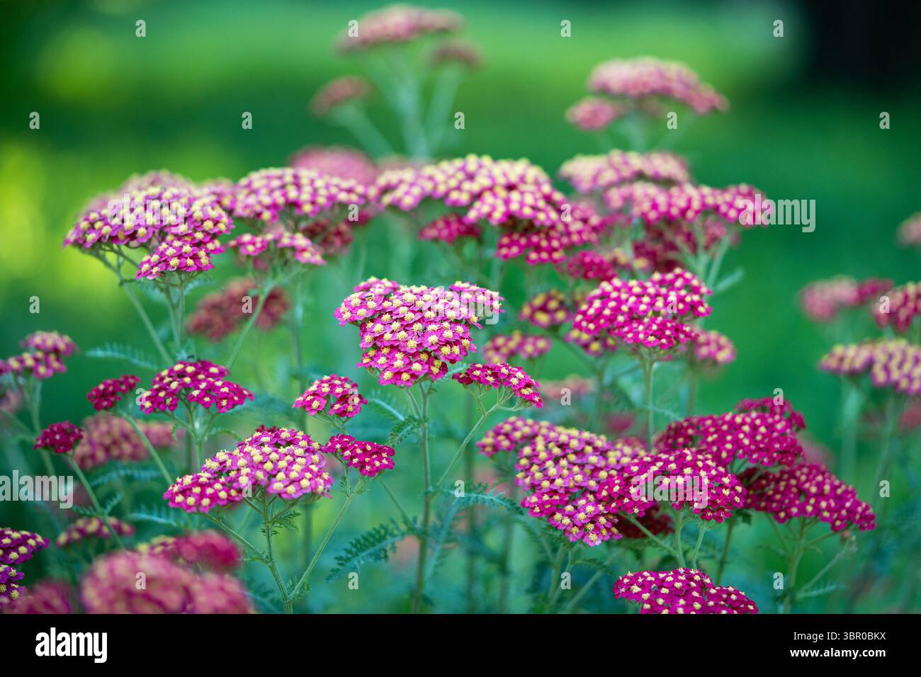 Red Common Yarrow flowers. Ornamental plant Achillea millefolium ...
