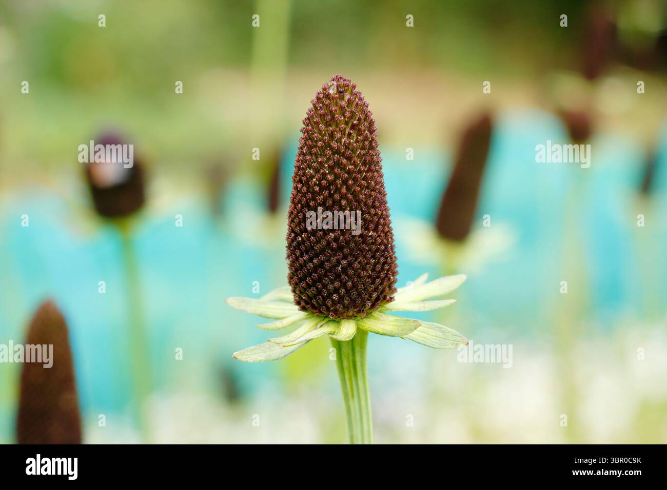 Rudbeckia occidentalis 'Green Wizard. Flowerheads with green bracts of ...