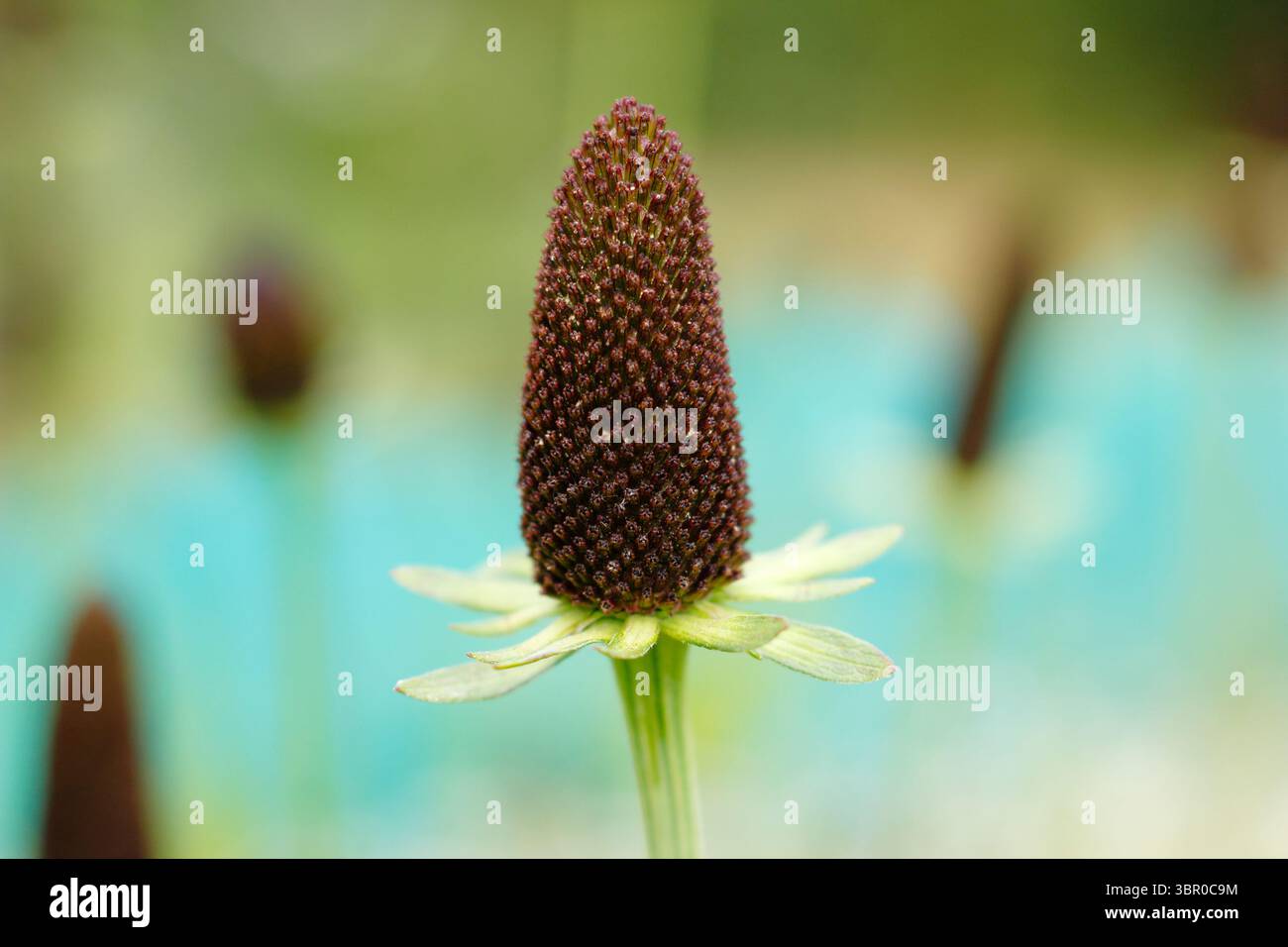 Rudbeckia occidentalis 'Green Wizard. Western coneflower 'Green Wizard ...