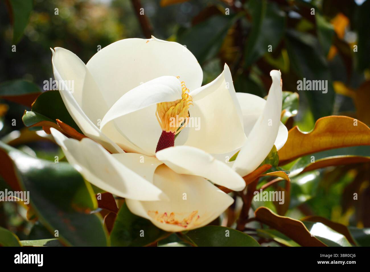 Magnolia. Magnolias. close up.Magnolia grandiflora Bracken’s Brown ...