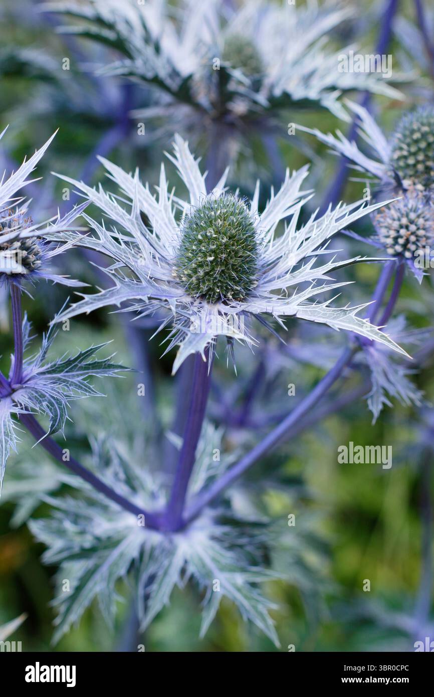 Eryngium × zabelii 'Cobalt Star'. Also called Eryngium × olivierianum ...