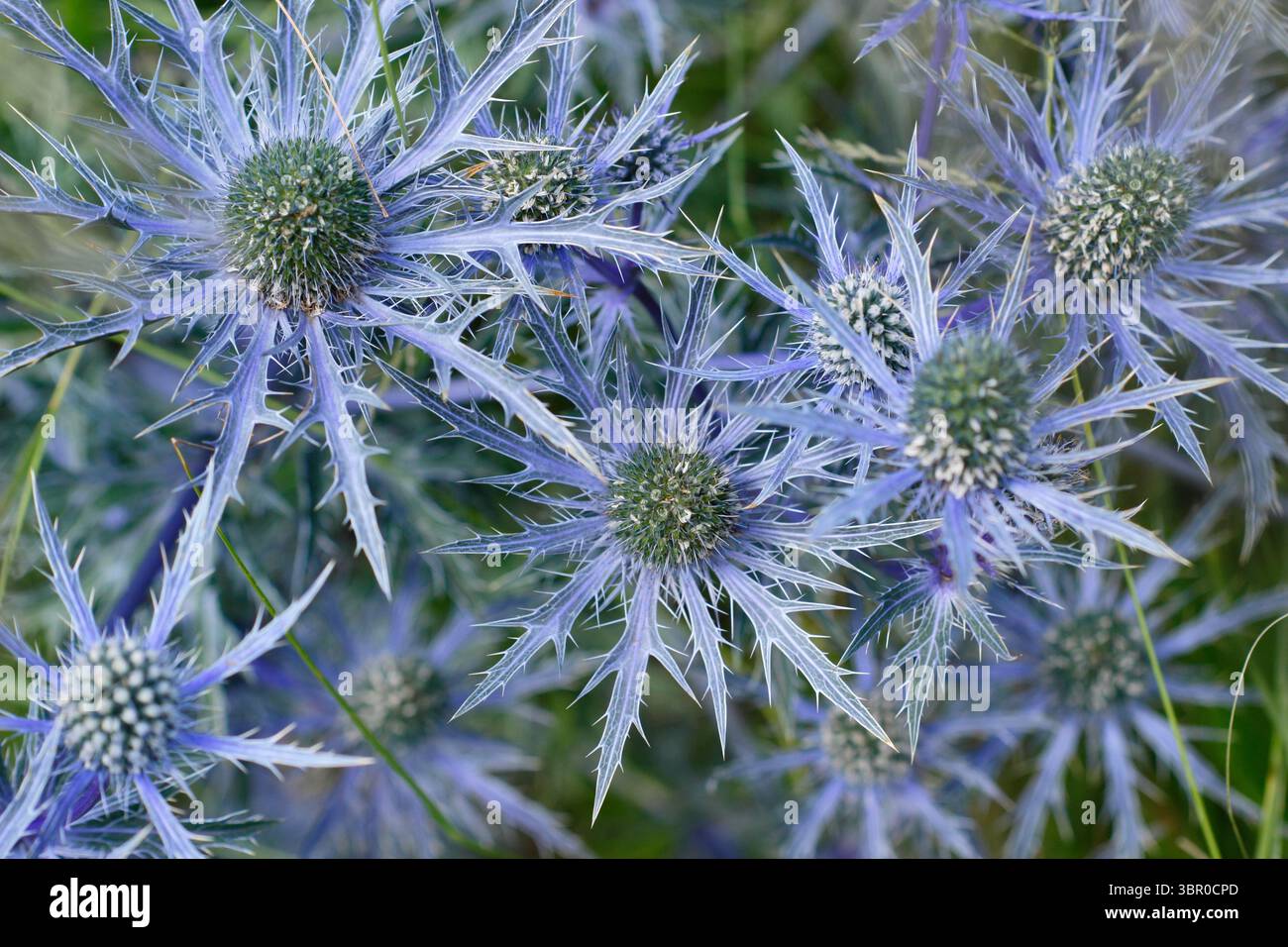 Eryngium × zabelii 'Cobalt Star'. Also called Eryngium × olivierianum ...