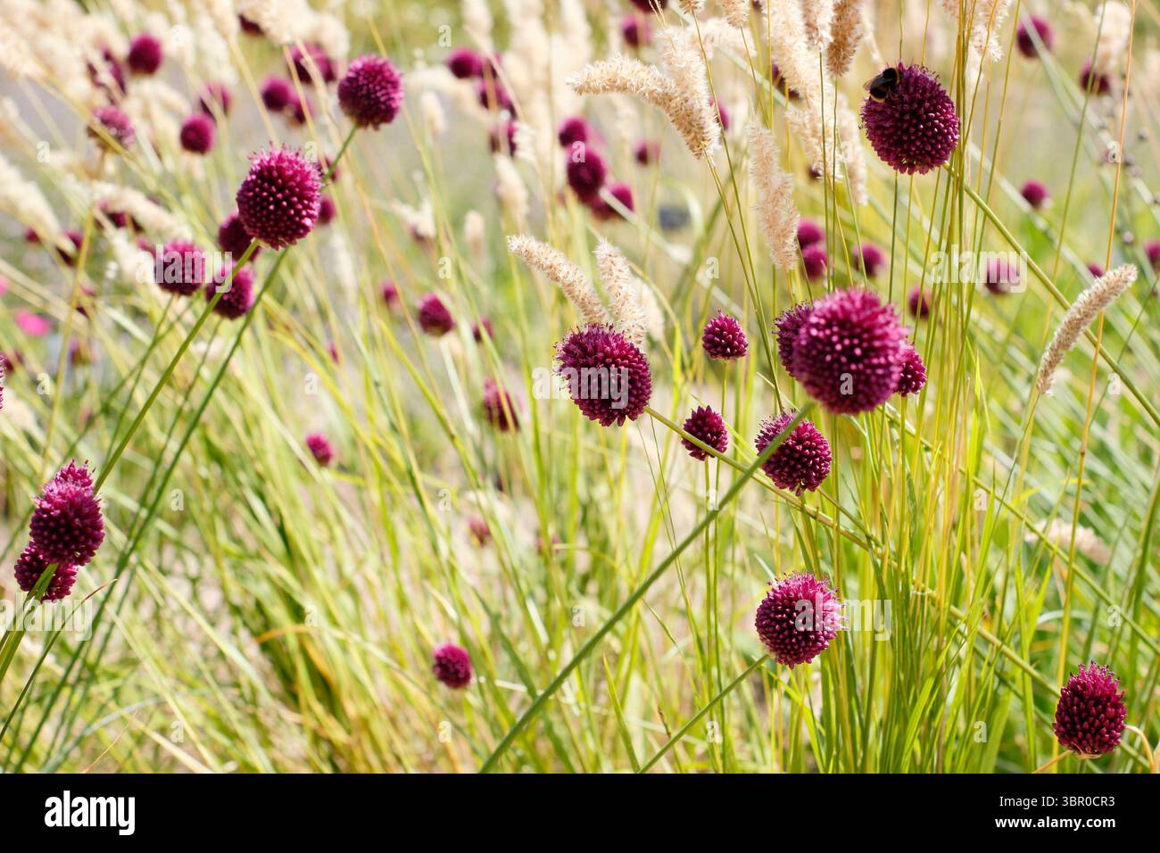 Allium sphaerocephalon border hi-res stock photography and images - Alamy