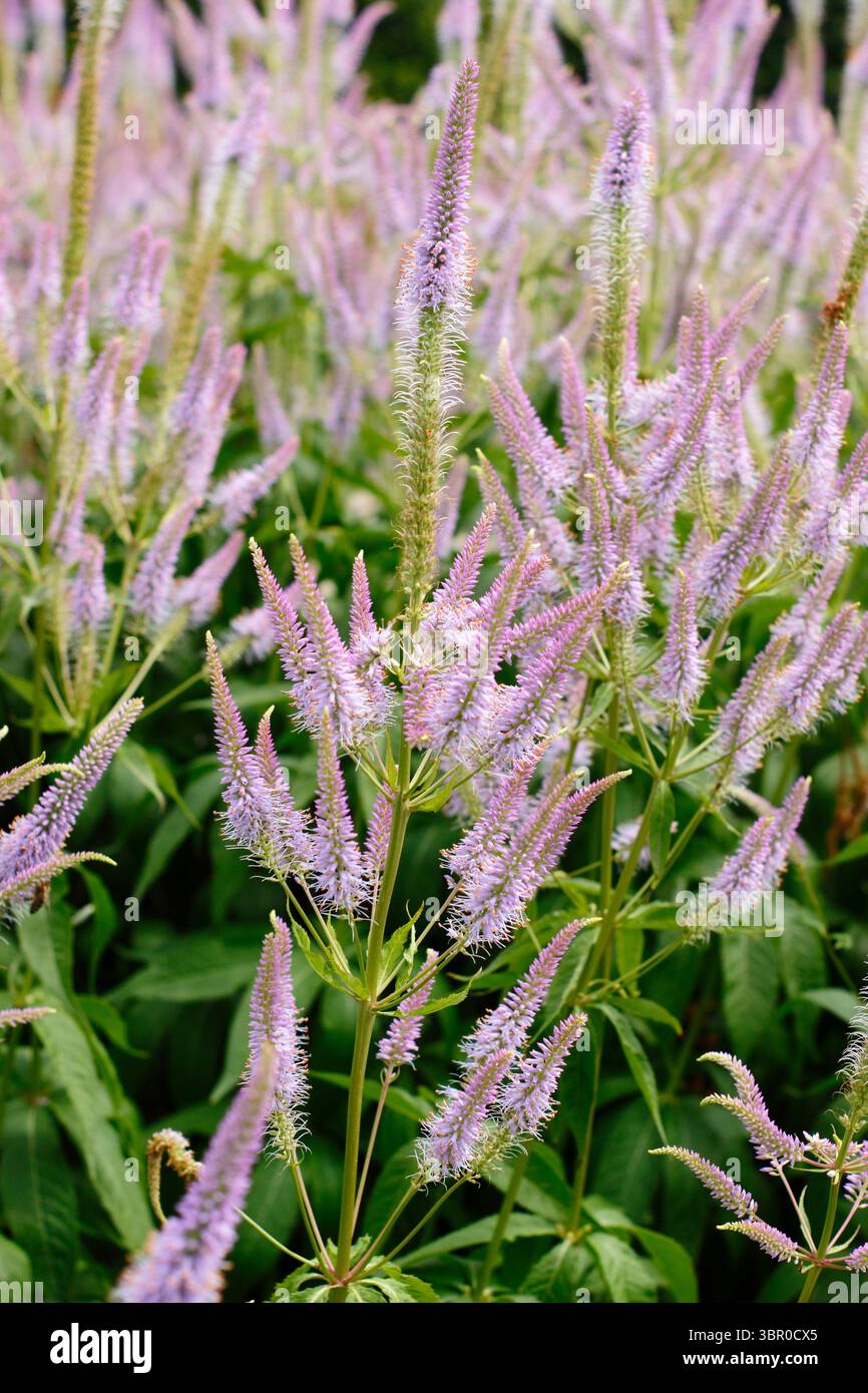 Veronicastrum virginicum Adoration. Pink flower spikes of Culver's root ...