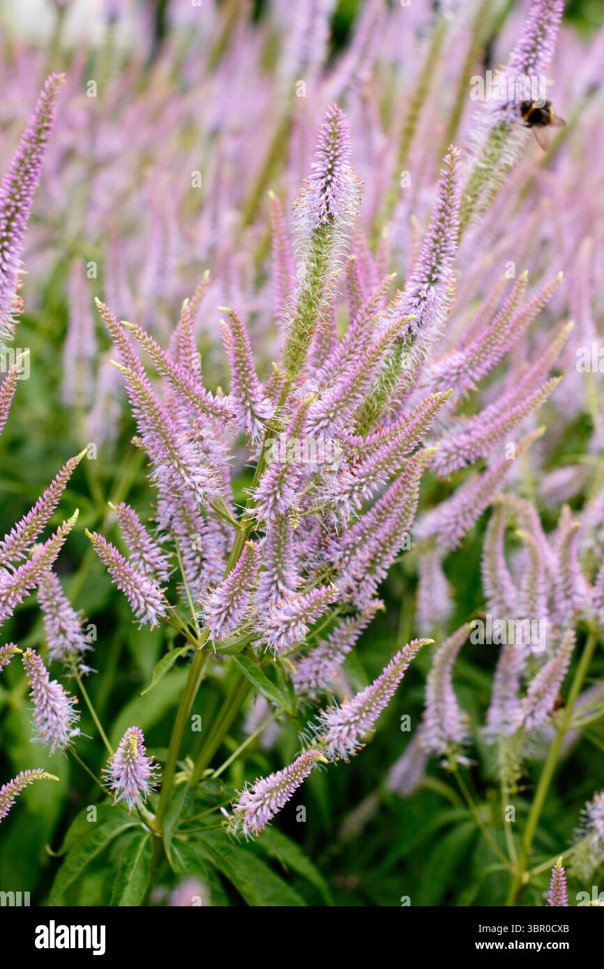 Veronicastrum virginicum Adoration. Pink flower spikes of Culver's root ...