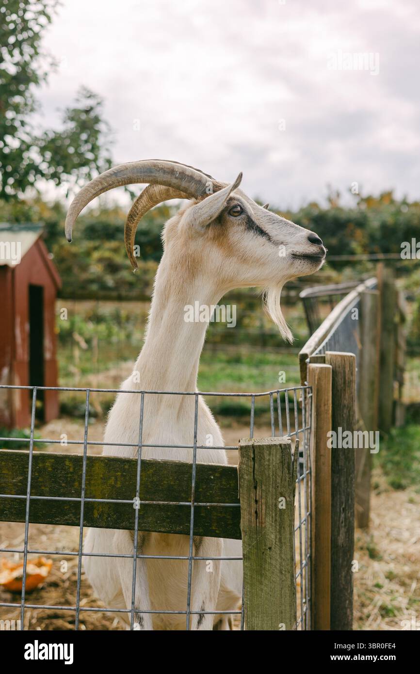 Domestic goat looking over fence hi-res stock photography and images ...