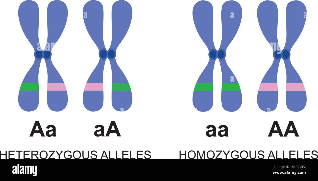 Genes and alleles hi-res stock photography and images - Alamy