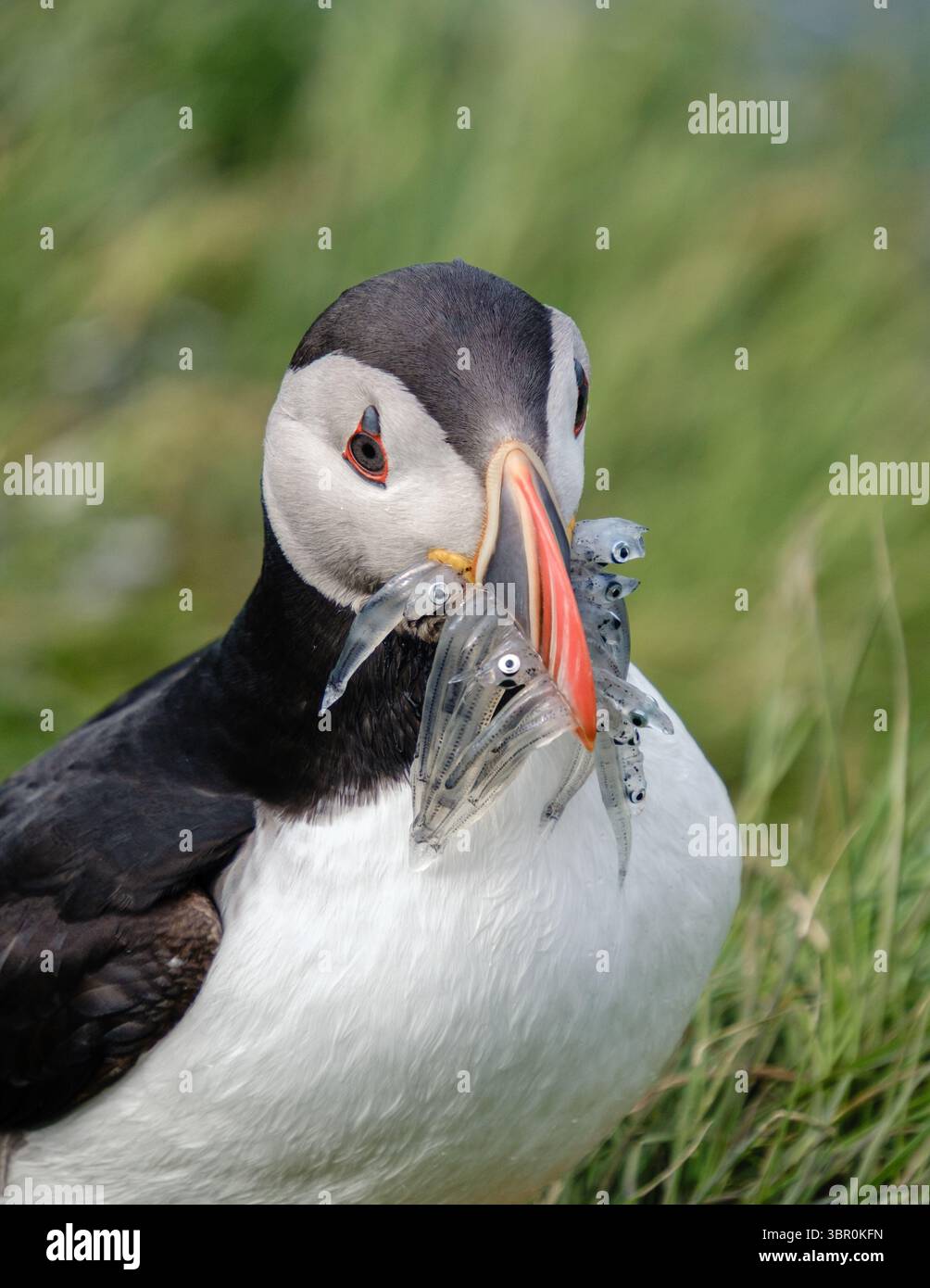 A puffin stands proudly on a grassy cliff in Iceland, showcasing its ...