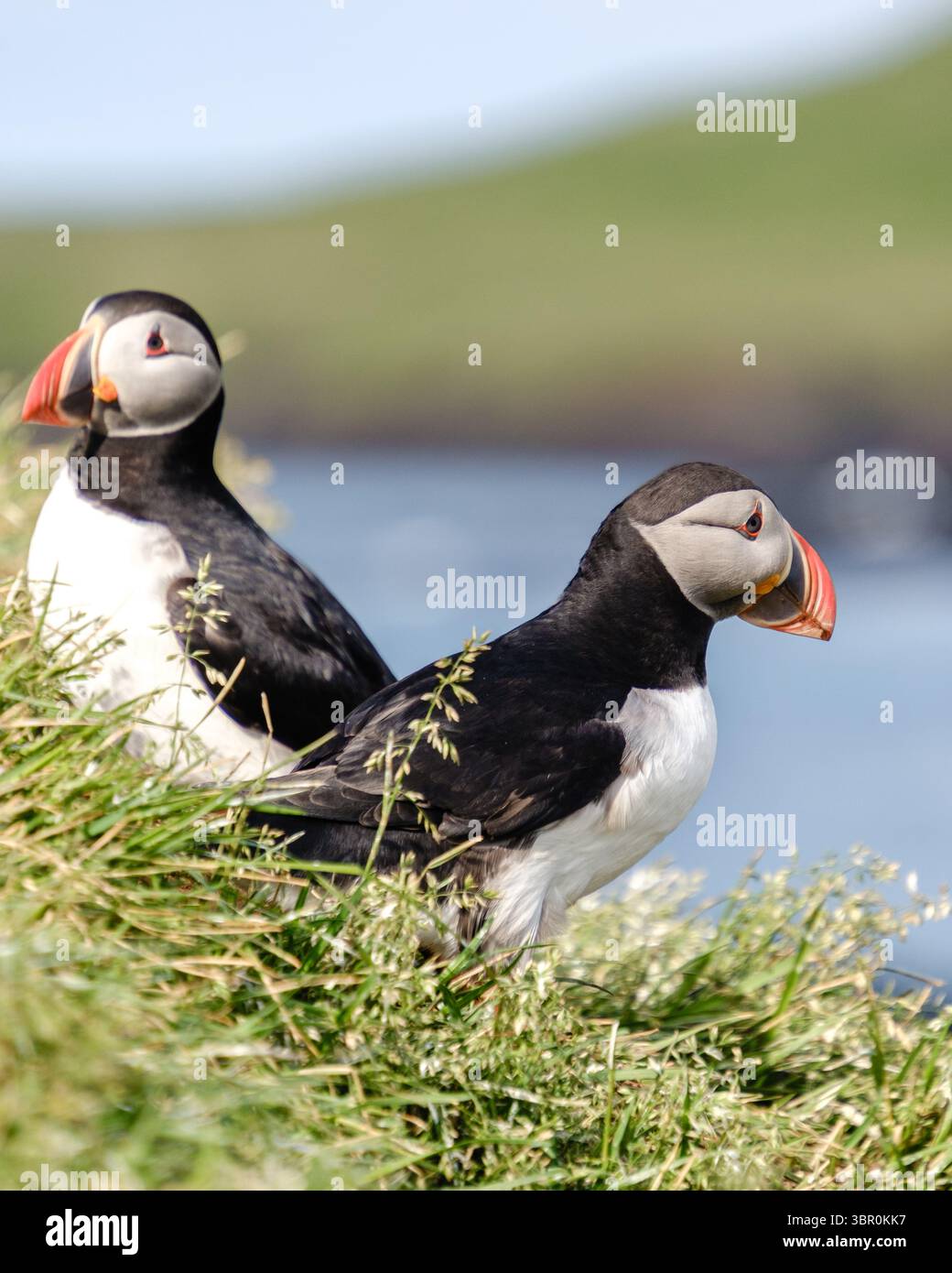 Colorful puffins are seen standing on lush green grass, overlooking the ...