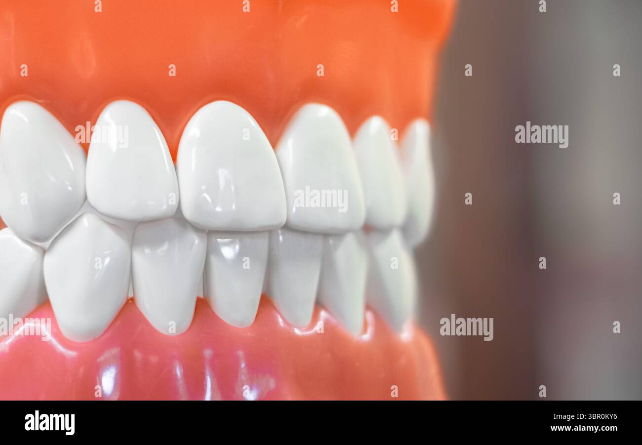 Close-up of a dental jaw. Artificial human jaw with teeth anatomy model ...