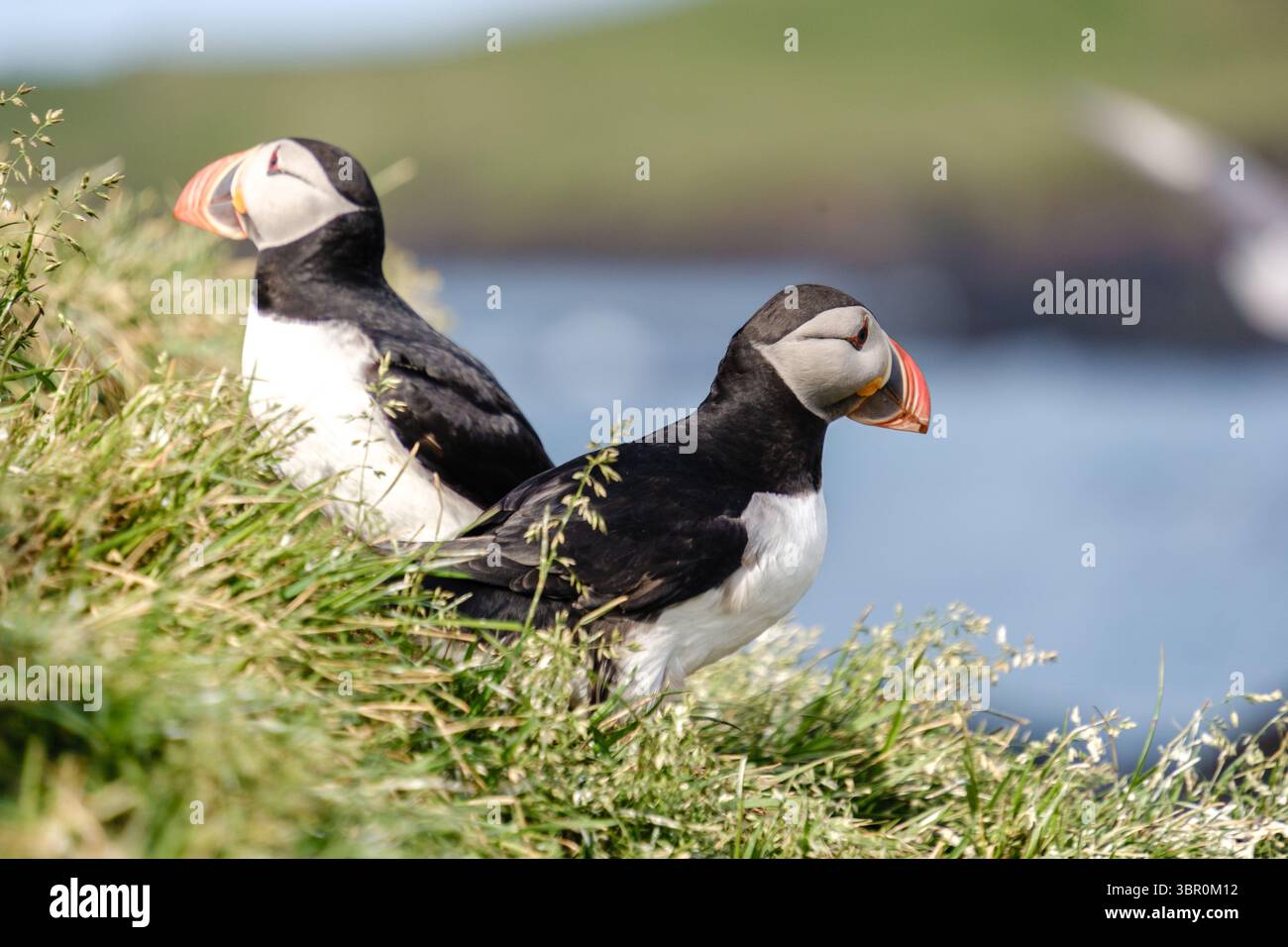 Two adorable puffins perch on a vibrant green cliffside in Iceland ...