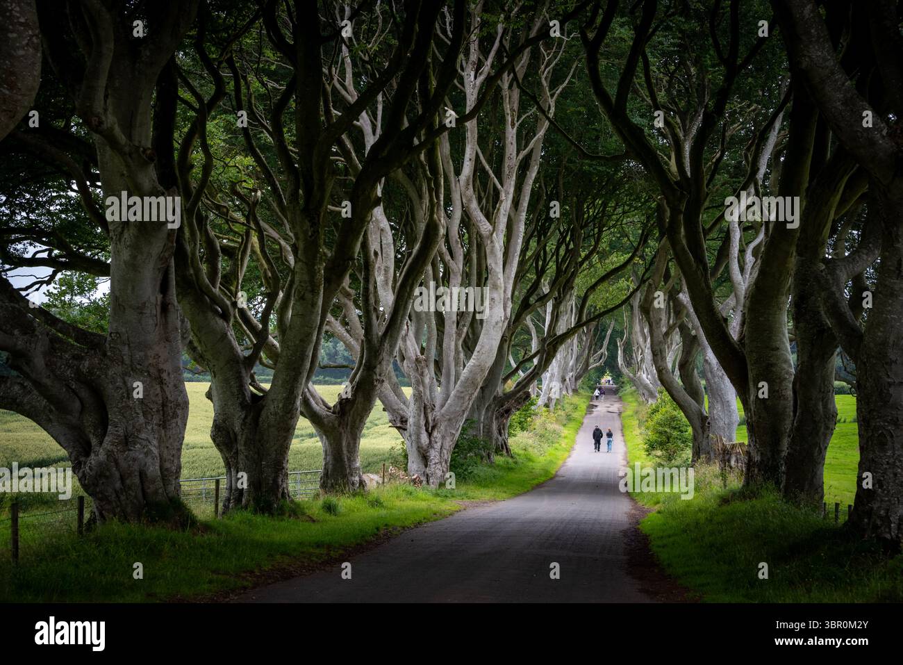 The Dark Hedges, Near Armoy, County Antrim, Northern Ireland. This is a ...
