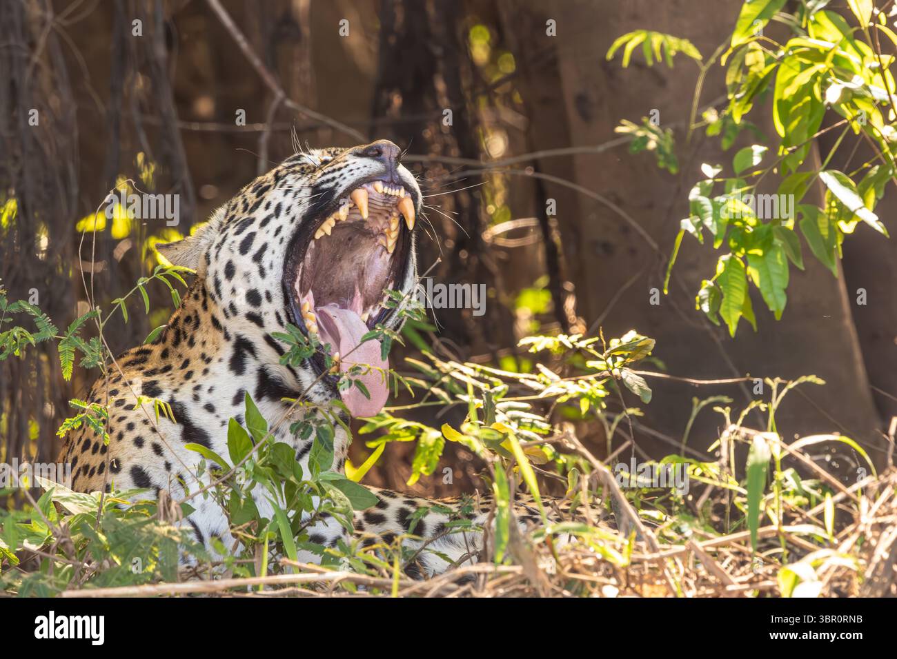 Close up of a Jaguar with its mouth open showing teeth in the Pantanal ...