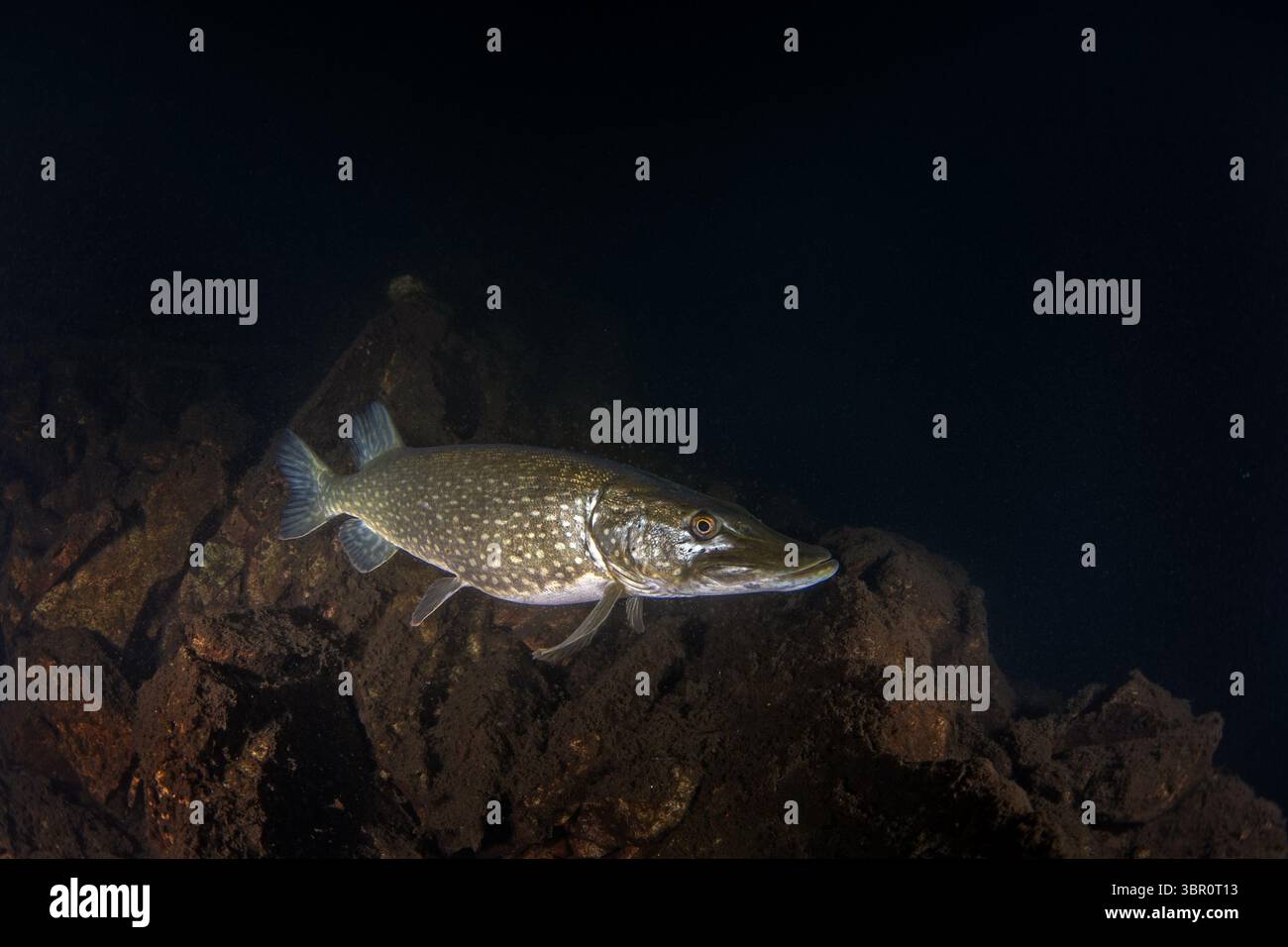 A northern pike is swimming and hunting in the lake. A huge pike swims ...