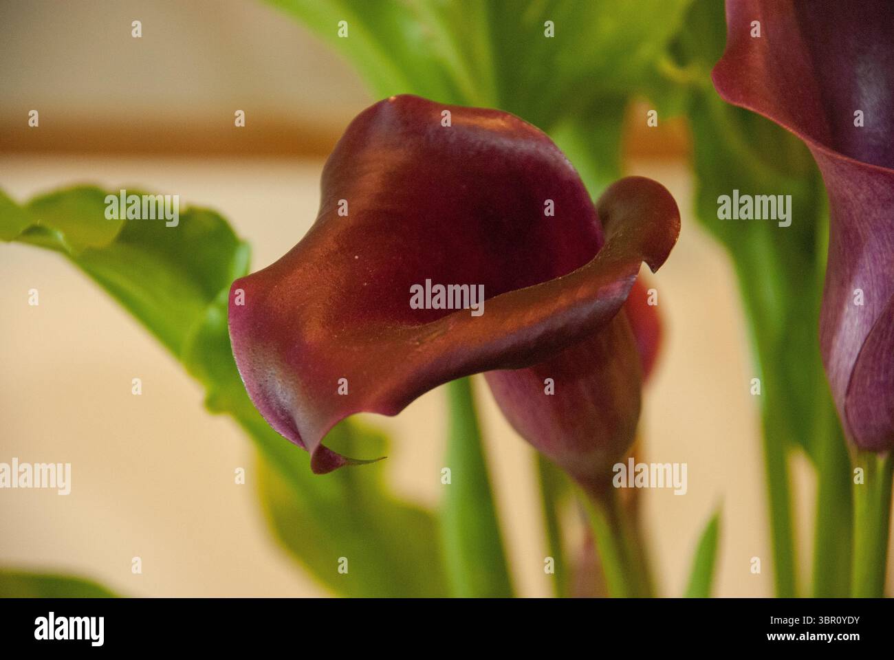 A beautiful dark purple Calla Lily (Zantedeschia aethiopica) blooming ...
